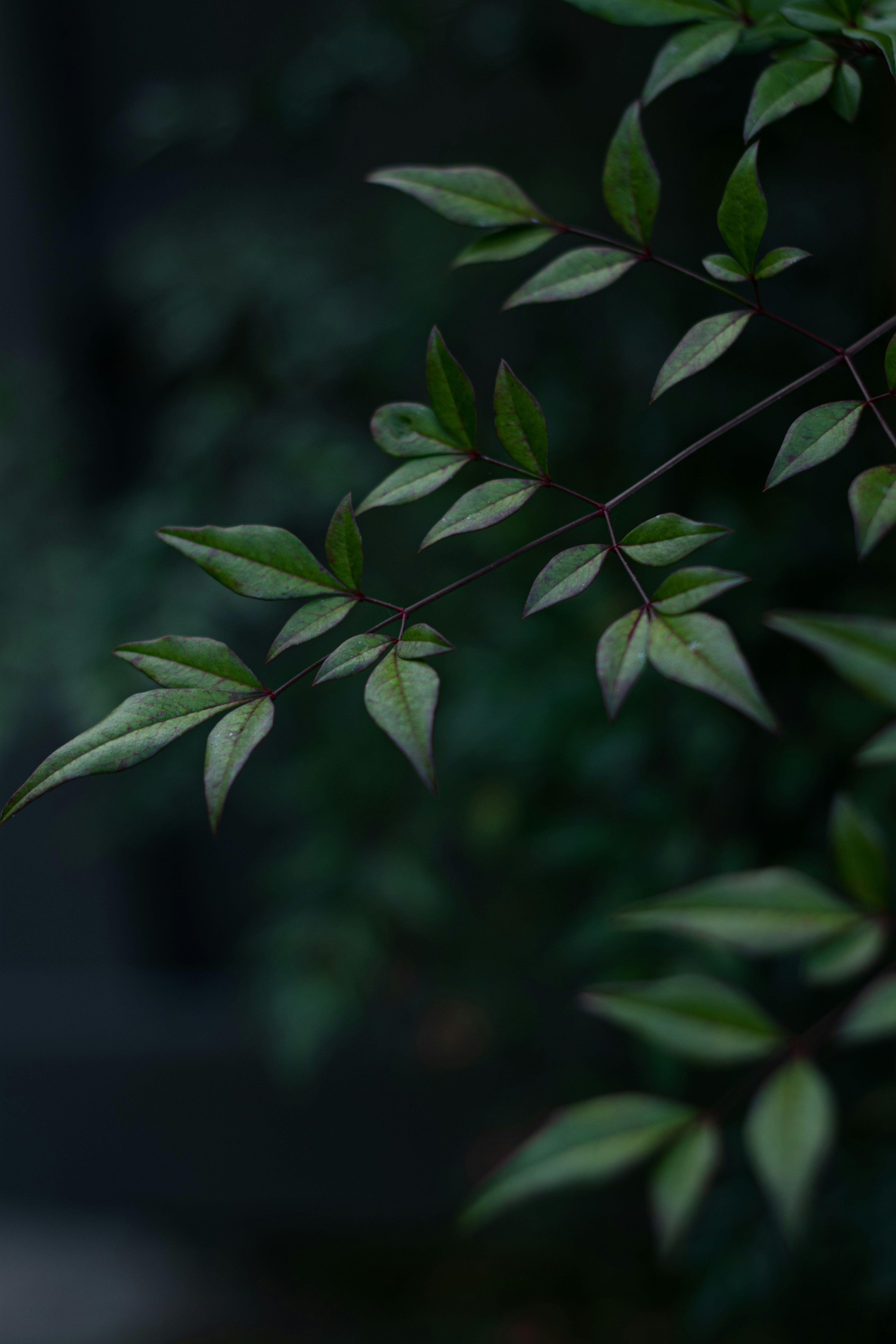 Foto Un primer plano de una planta de hoja verde – Imagen Gris gratis ...
