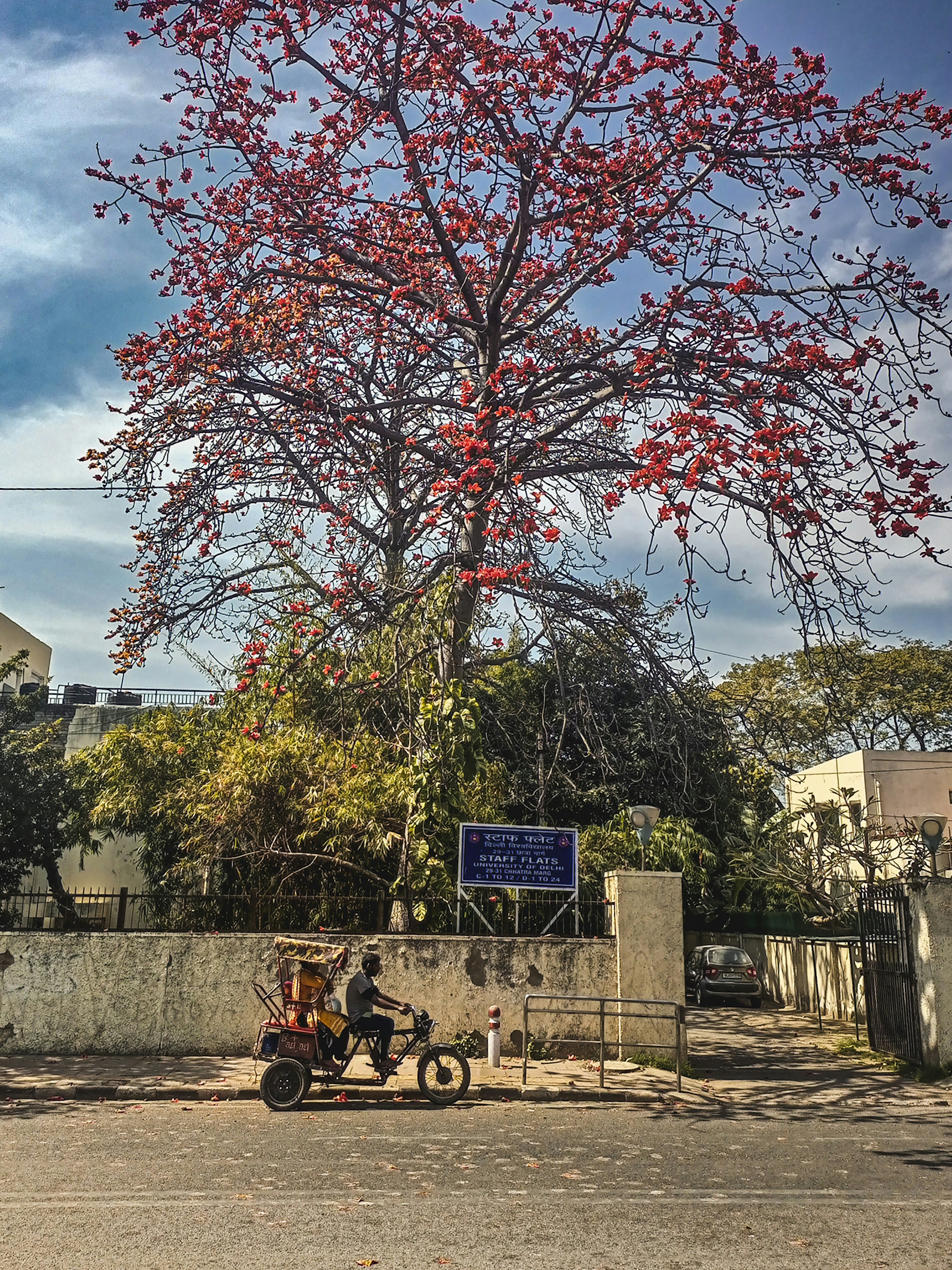 A street scene centered on a towering tree with crimson autumn leaves. A small motorized rickshaw sits at the curb near a gated entrance.