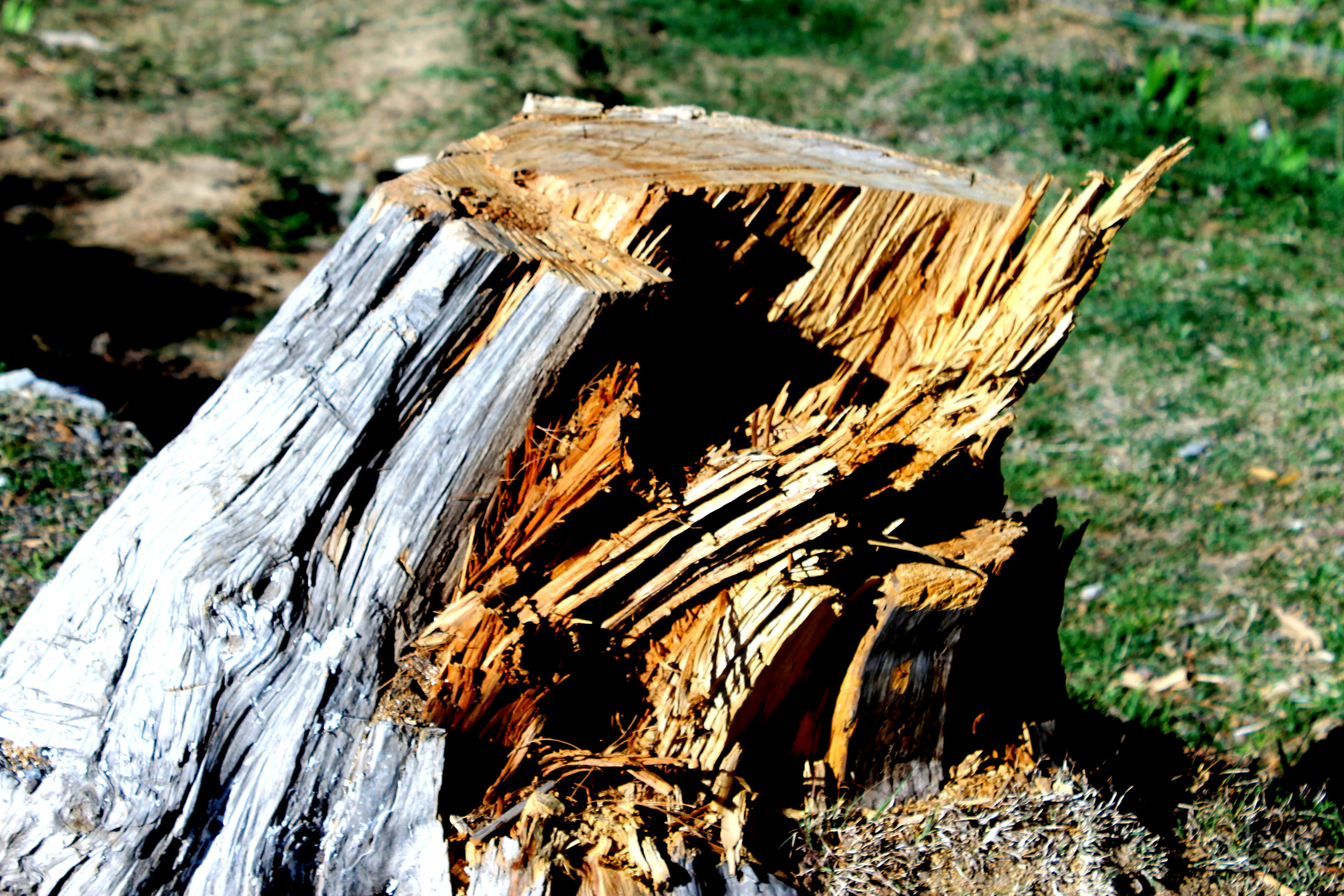 A close up of a tree stump with grass in the background photo – Free ...