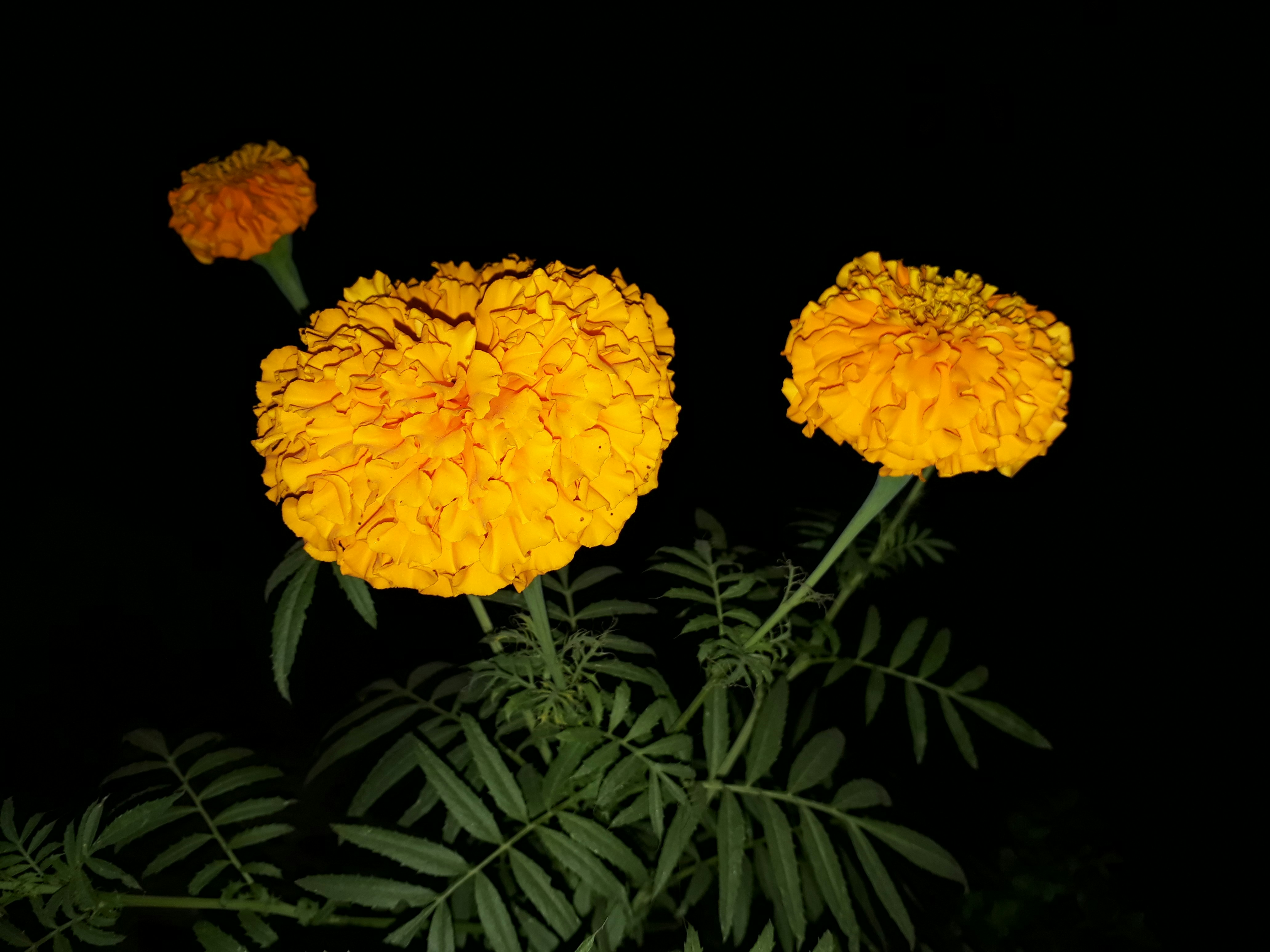 Midnight Bloom: Close-Up of Vibrant Marigolds Against a Velvet Night