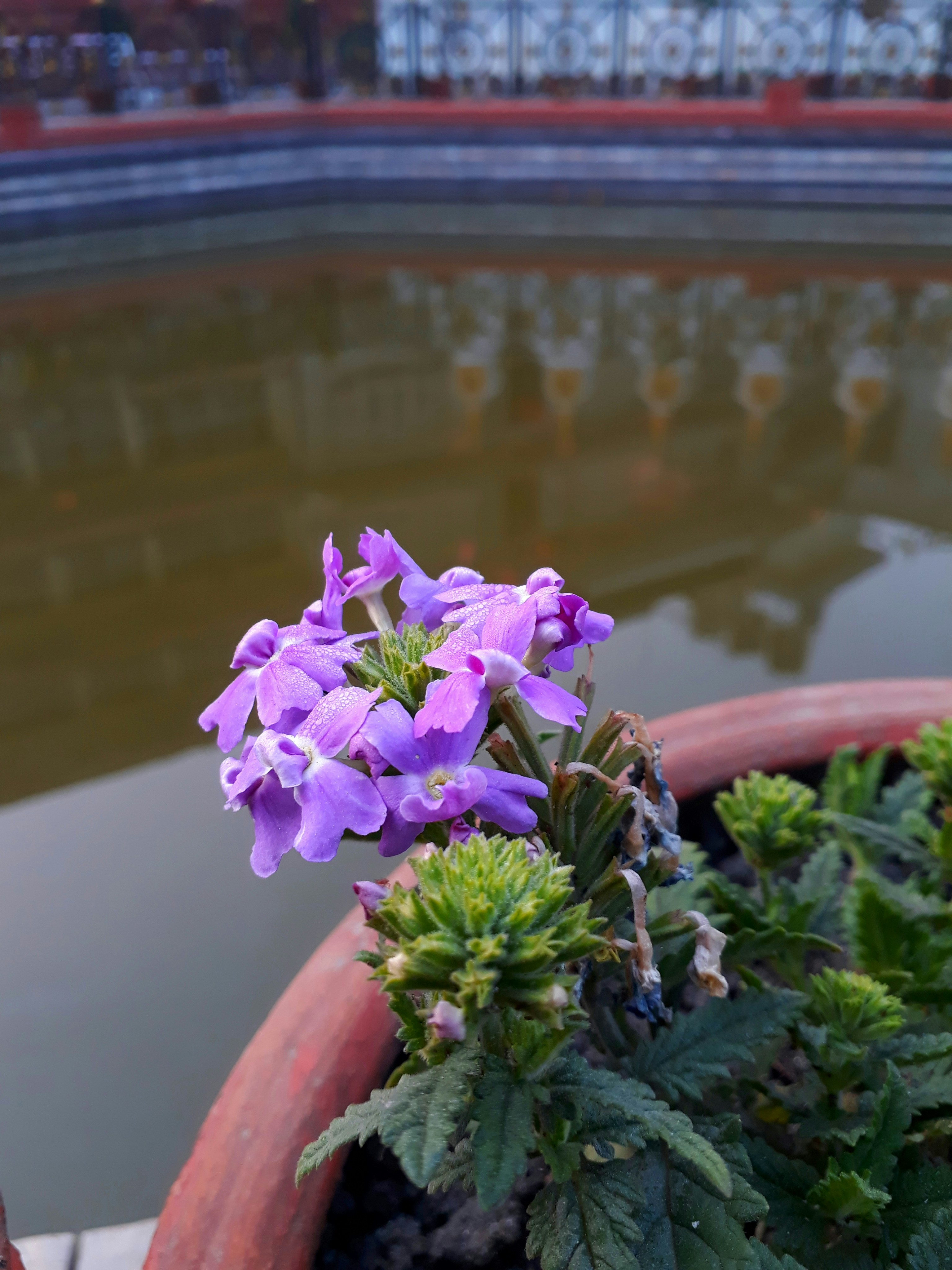 Petals in Focus: Lavender Blooms Framing a Quiet Riverside Scene
