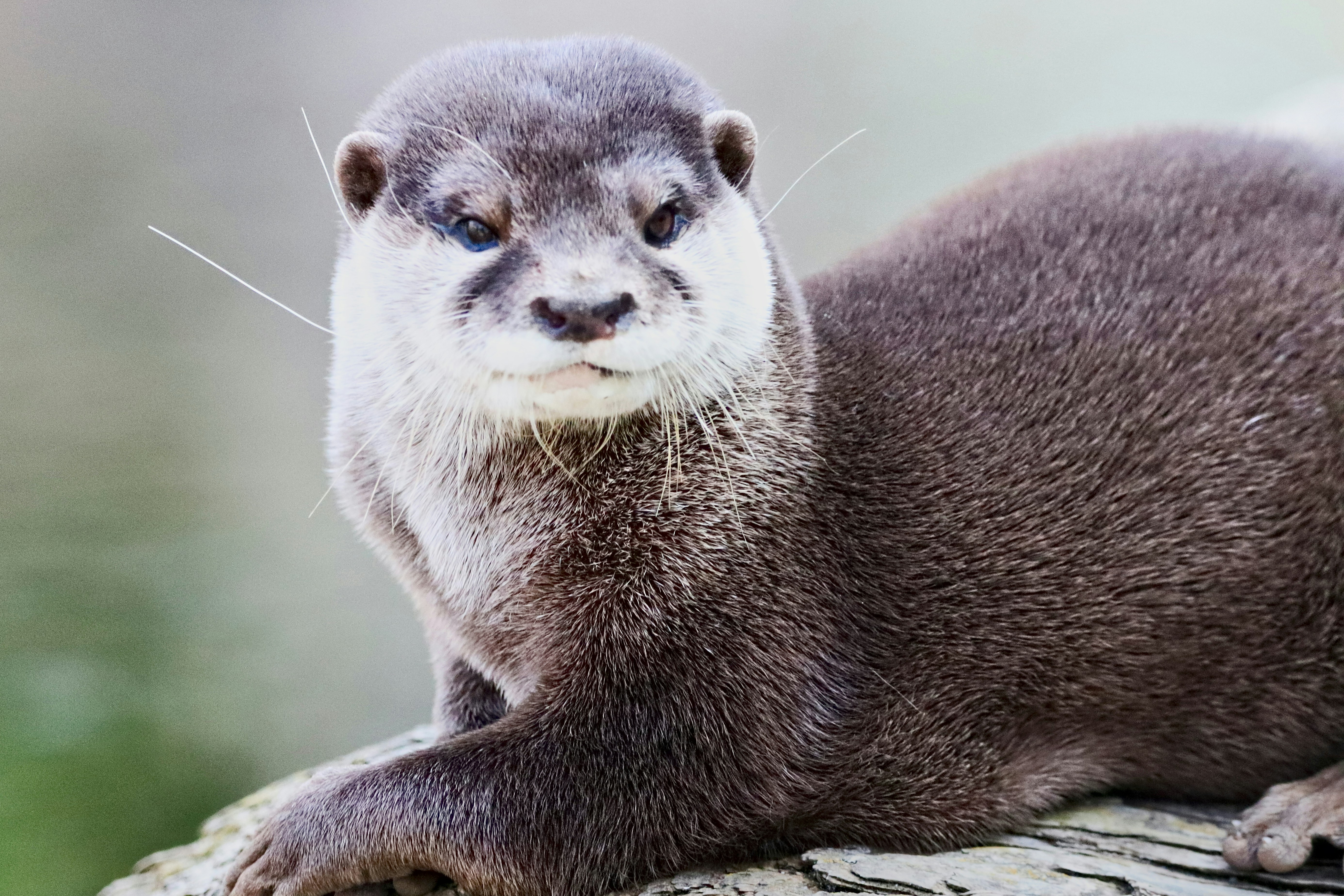 A close up of a small animal on a log photo – Free Cat Image on Unsplash