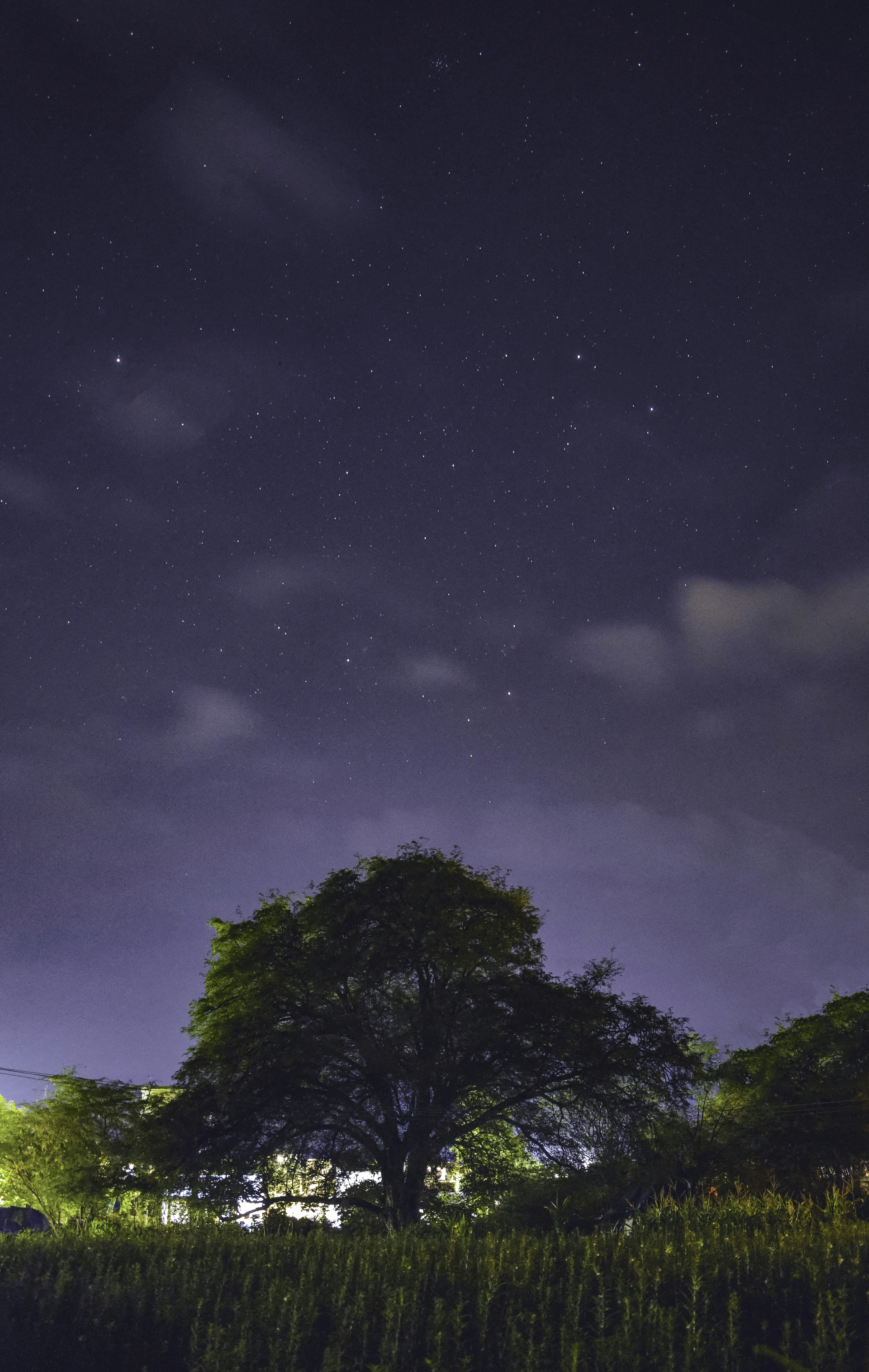 A solitary tree silhouetted against a star-filled sky, with soft clouds drifting above. The serene landscape hints at a quiet night under the cosmos.