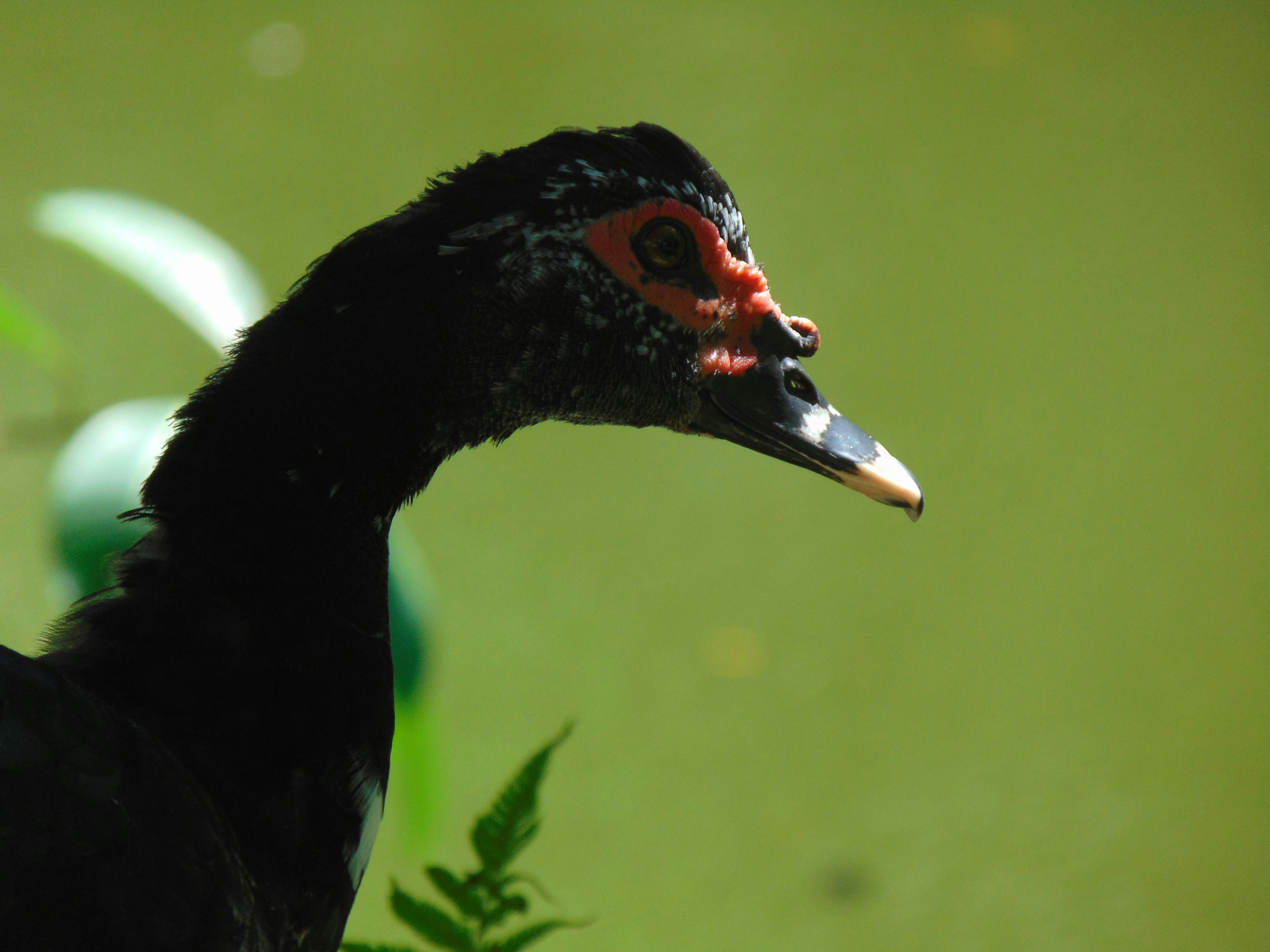 Black bird with a striking red beak against a blurred green background.