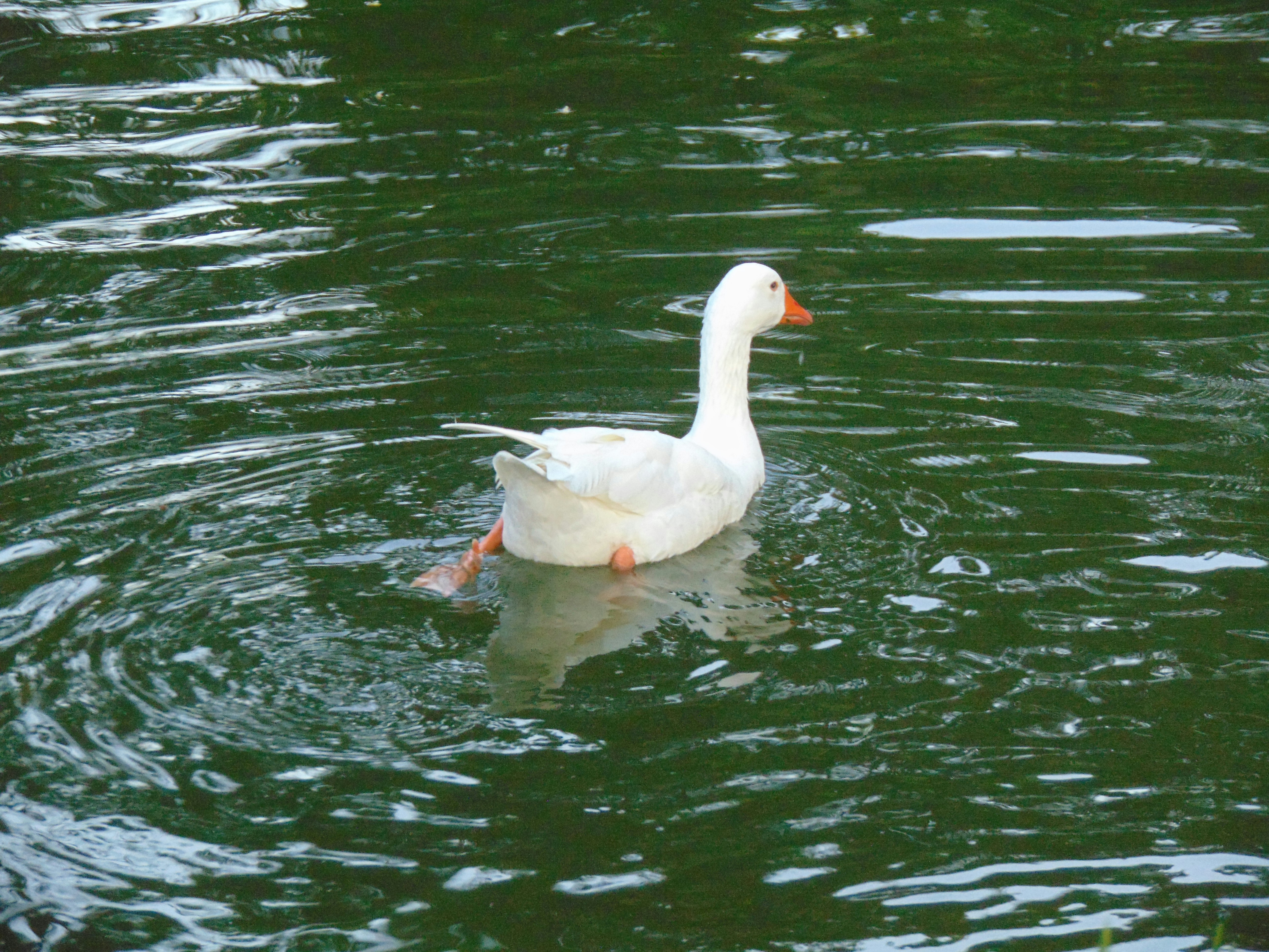 White duck gliding gracefully across a rippling green pond, creating gentle waves around it.