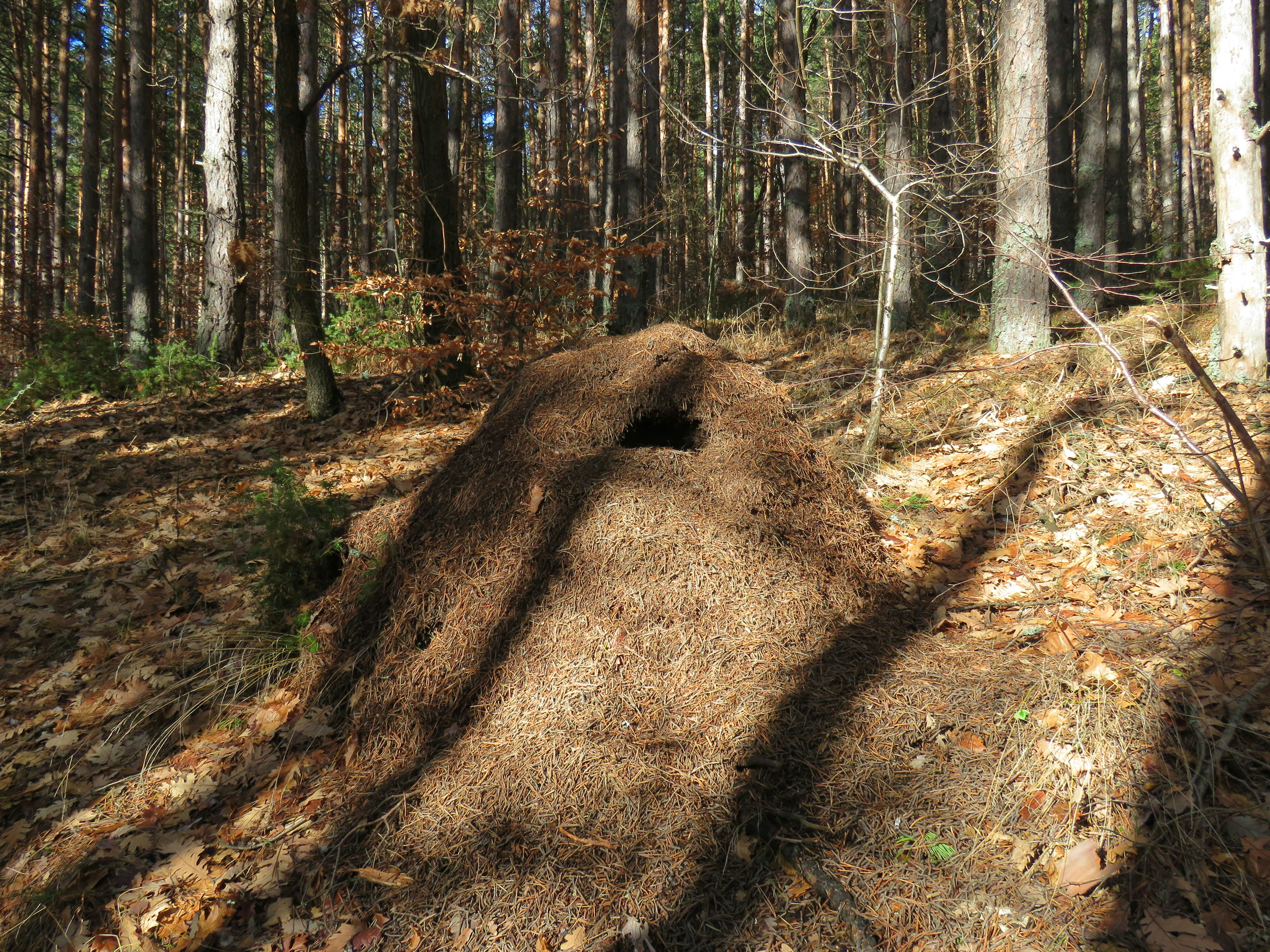 Sunlit Ant Hill: A Quiet Nest Among Pine Needles