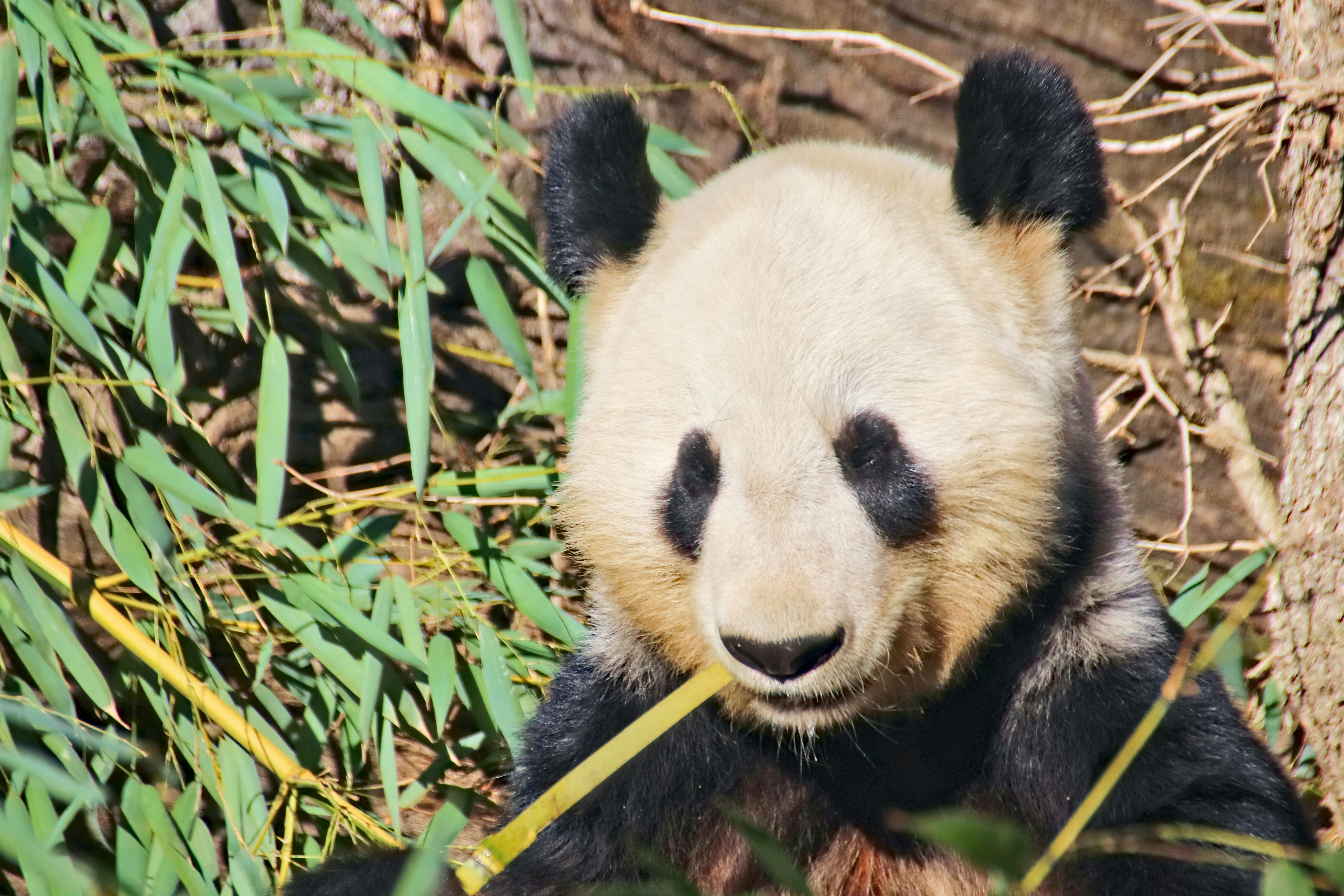 Quiet Gaze Through Bamboo: A Panda Portrait