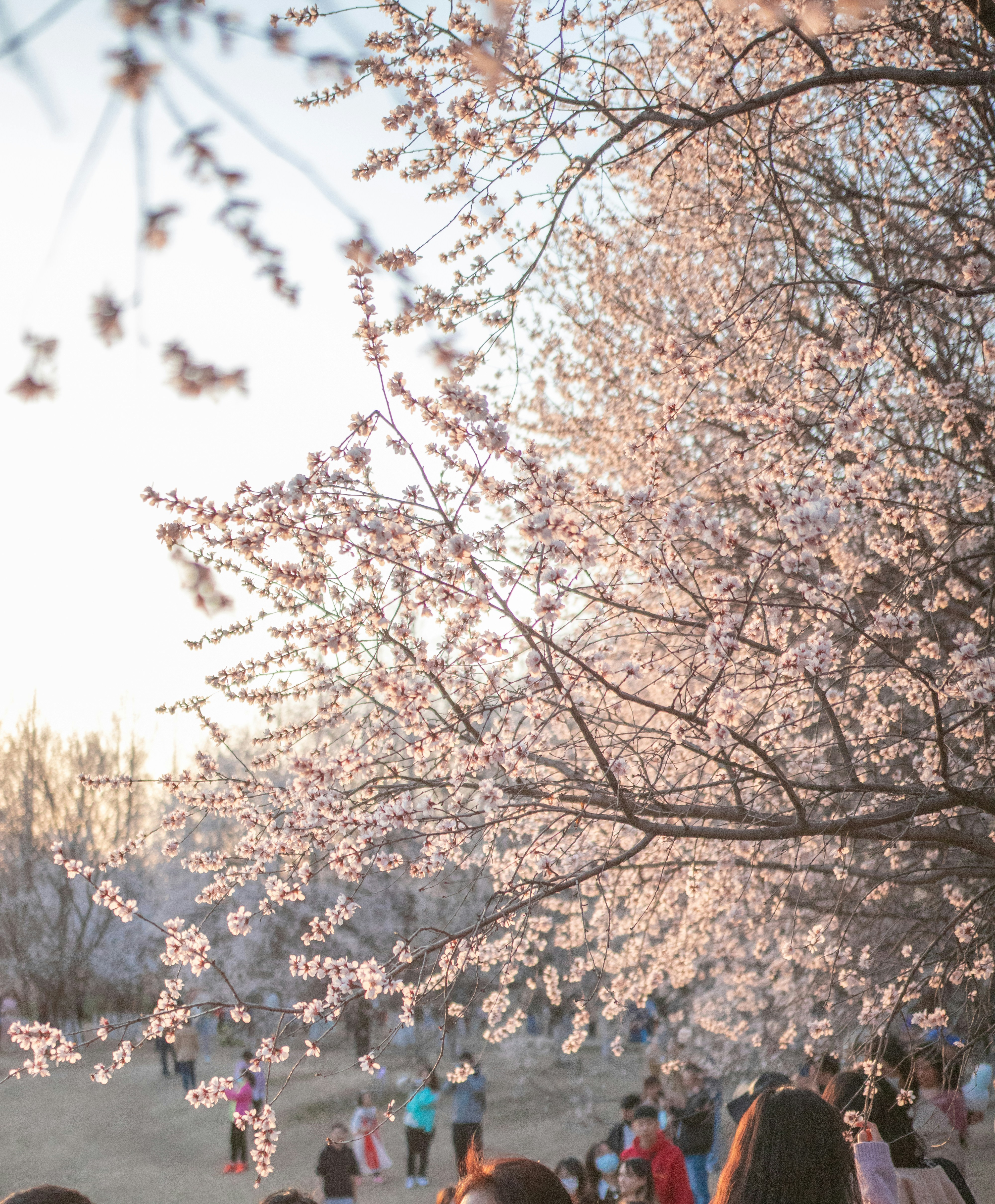 a group of people standing under a tree filled with pink flowers
