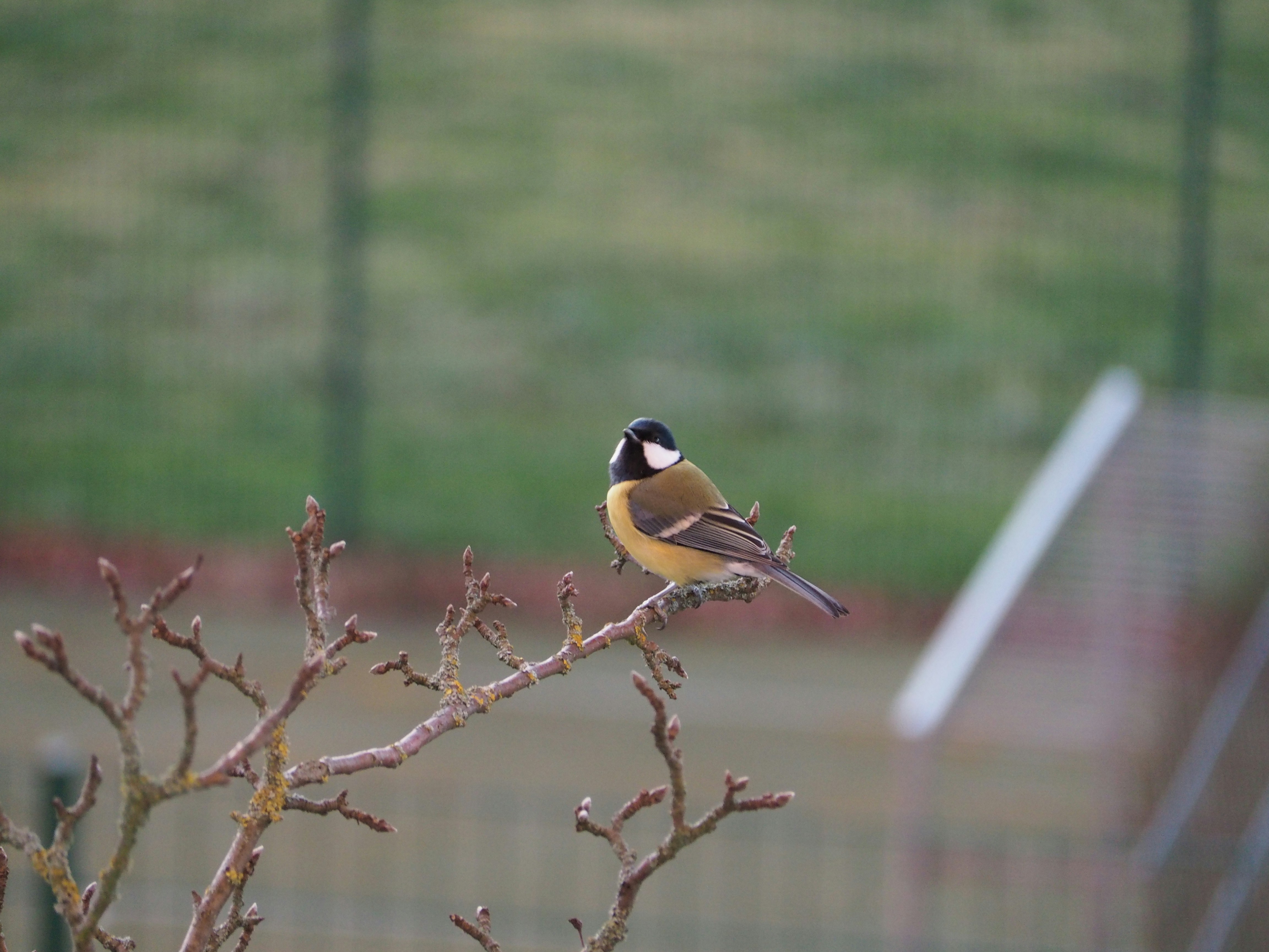 Great tit perched on a bare branch against a blurred green backdrop.