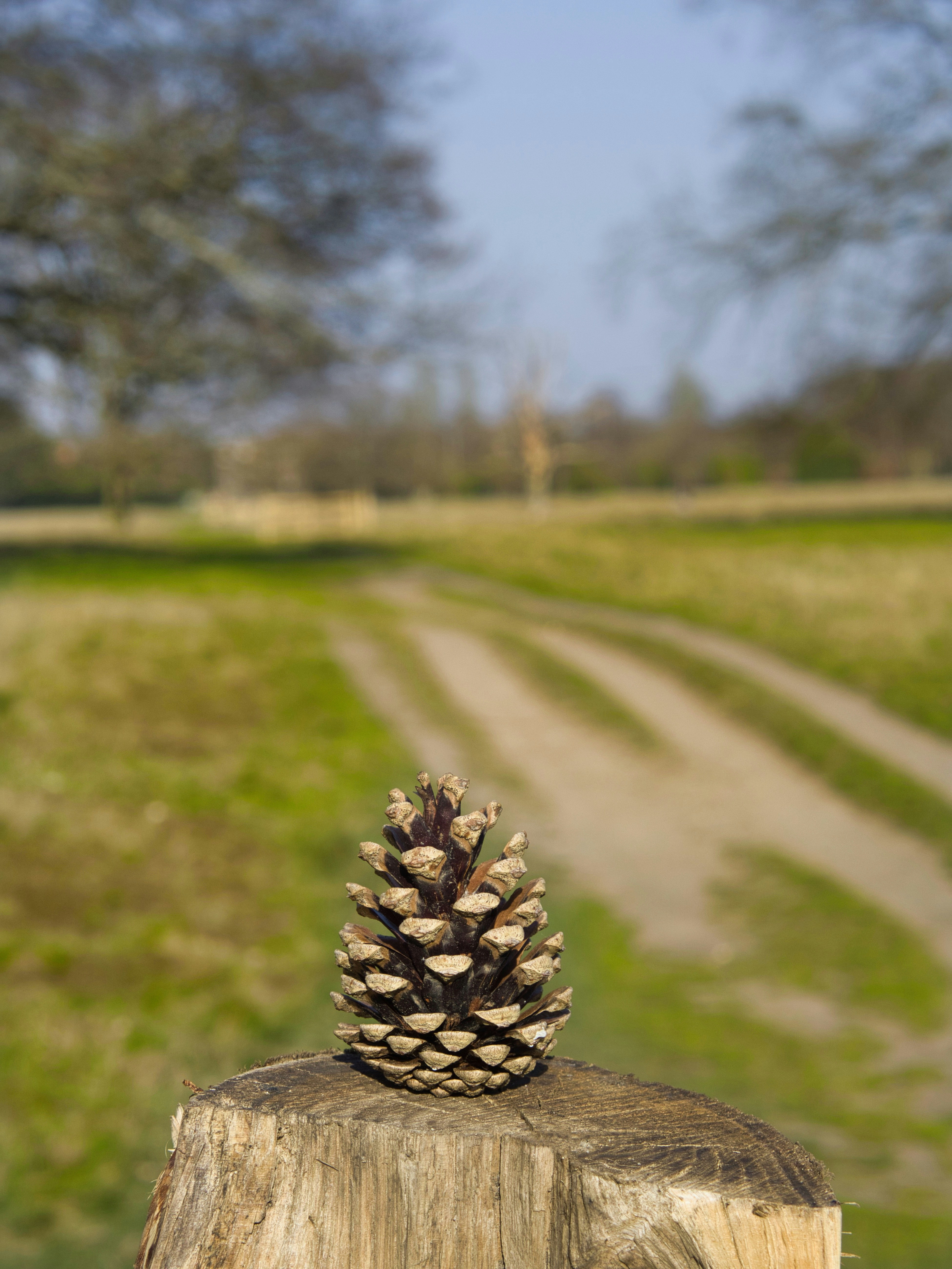 Close-up photo of a pine cone perched on a weathered stump, with a sunlit field blurred into the distance.