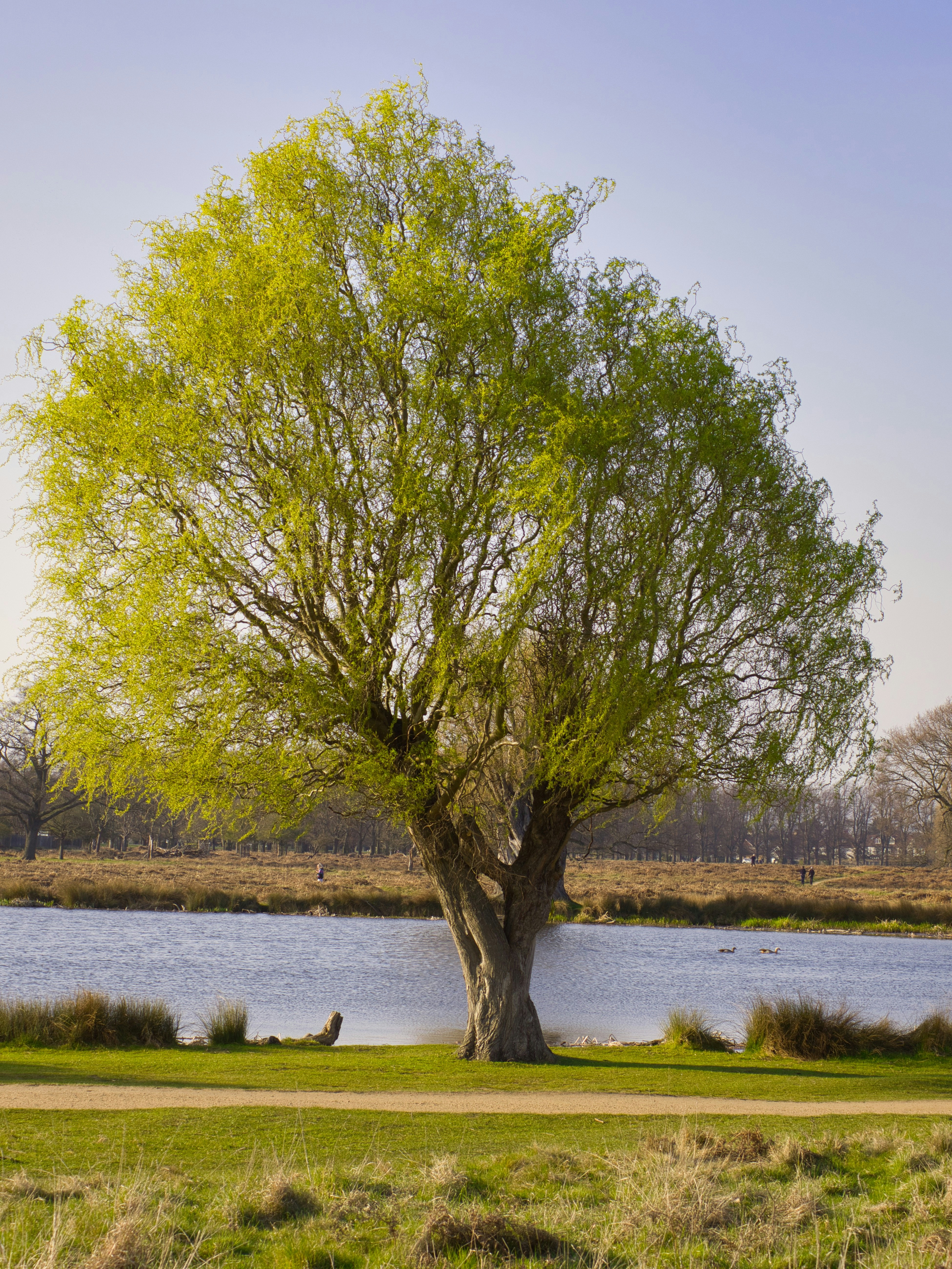 A vibrant green tree stands proudly by a serene pond, embodying the essence of spring's renewal.