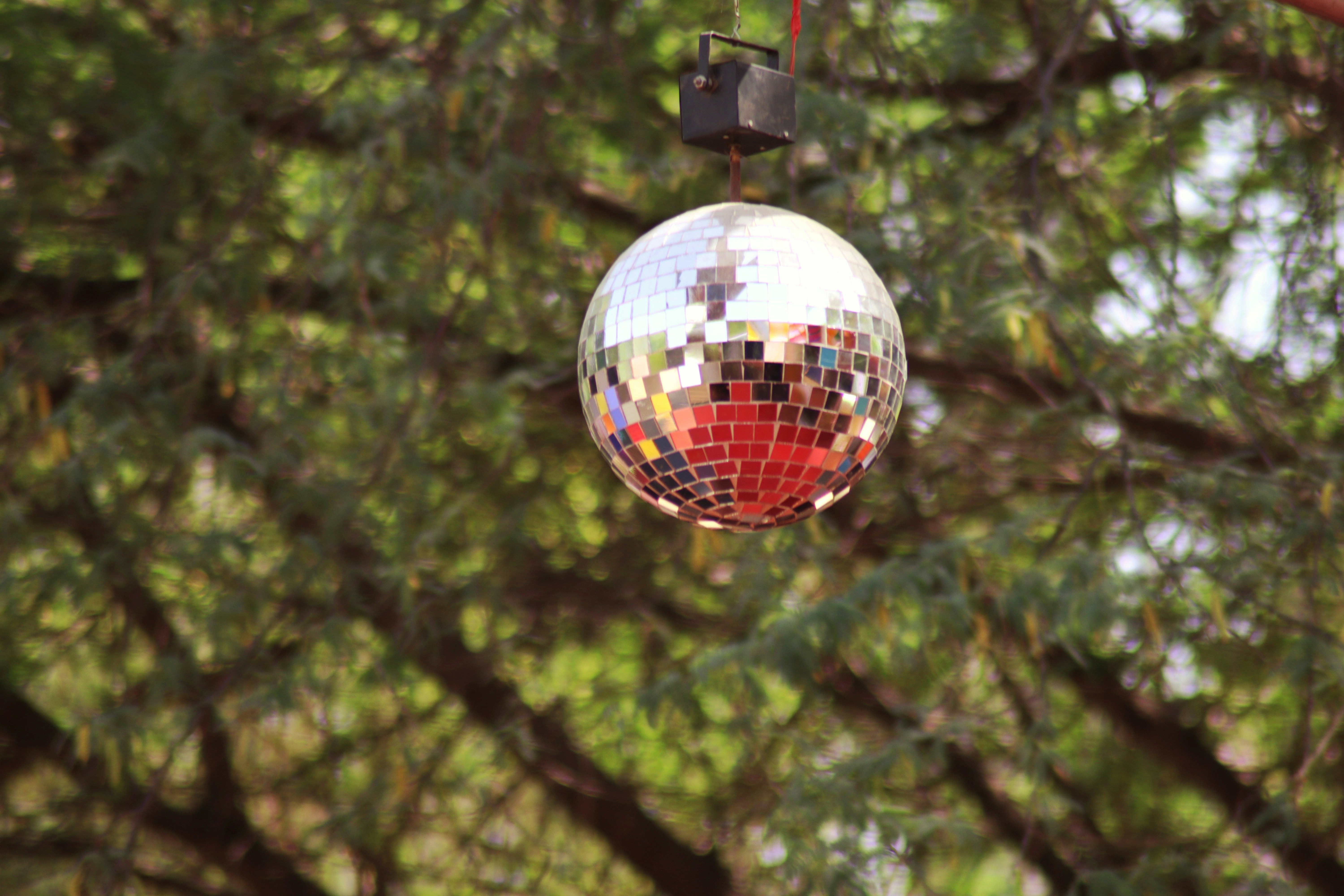 A disco ball hanging from a tree branch photo – Free Brown Image on ...