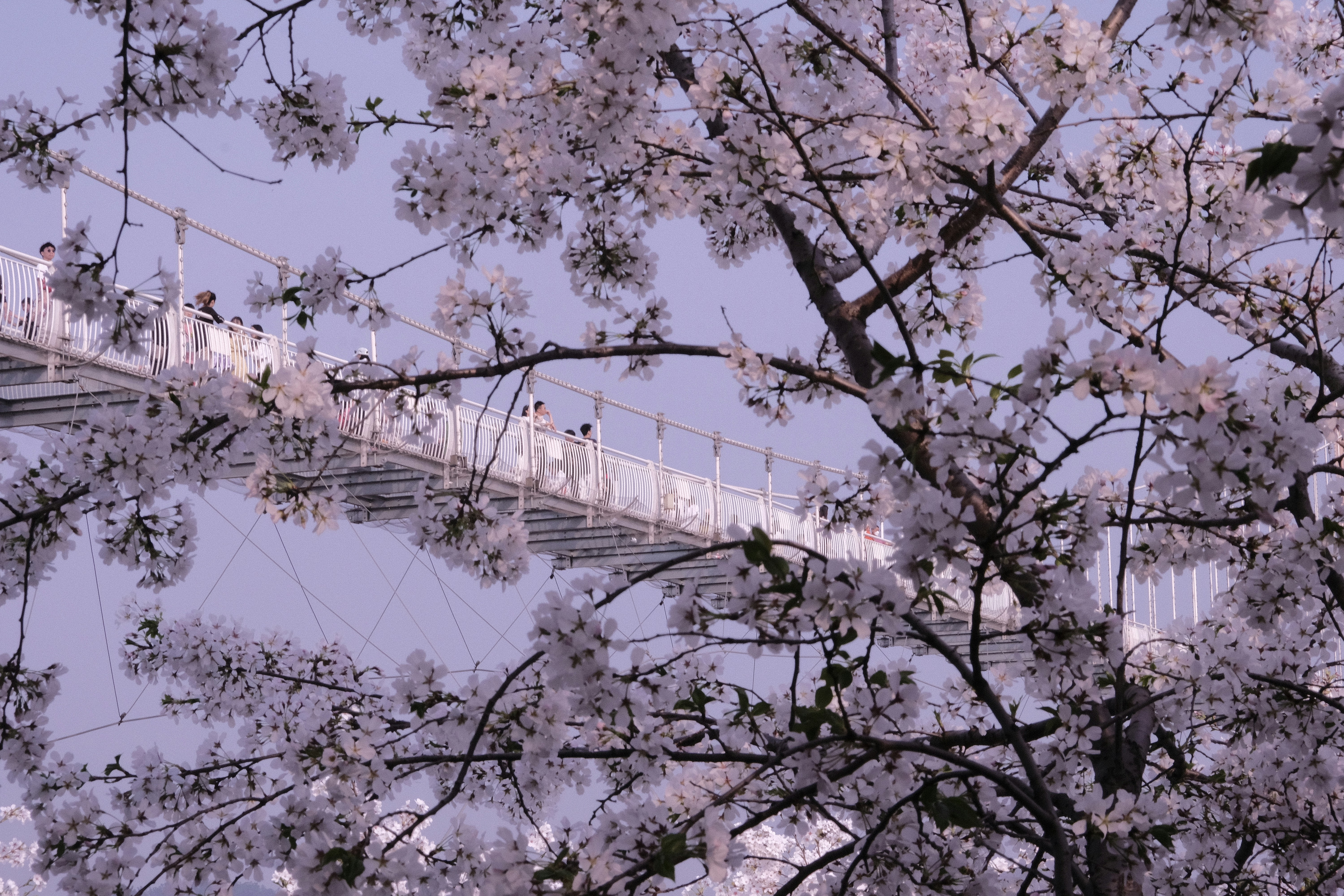 Petal Veil Over the Quiet Suspension Span