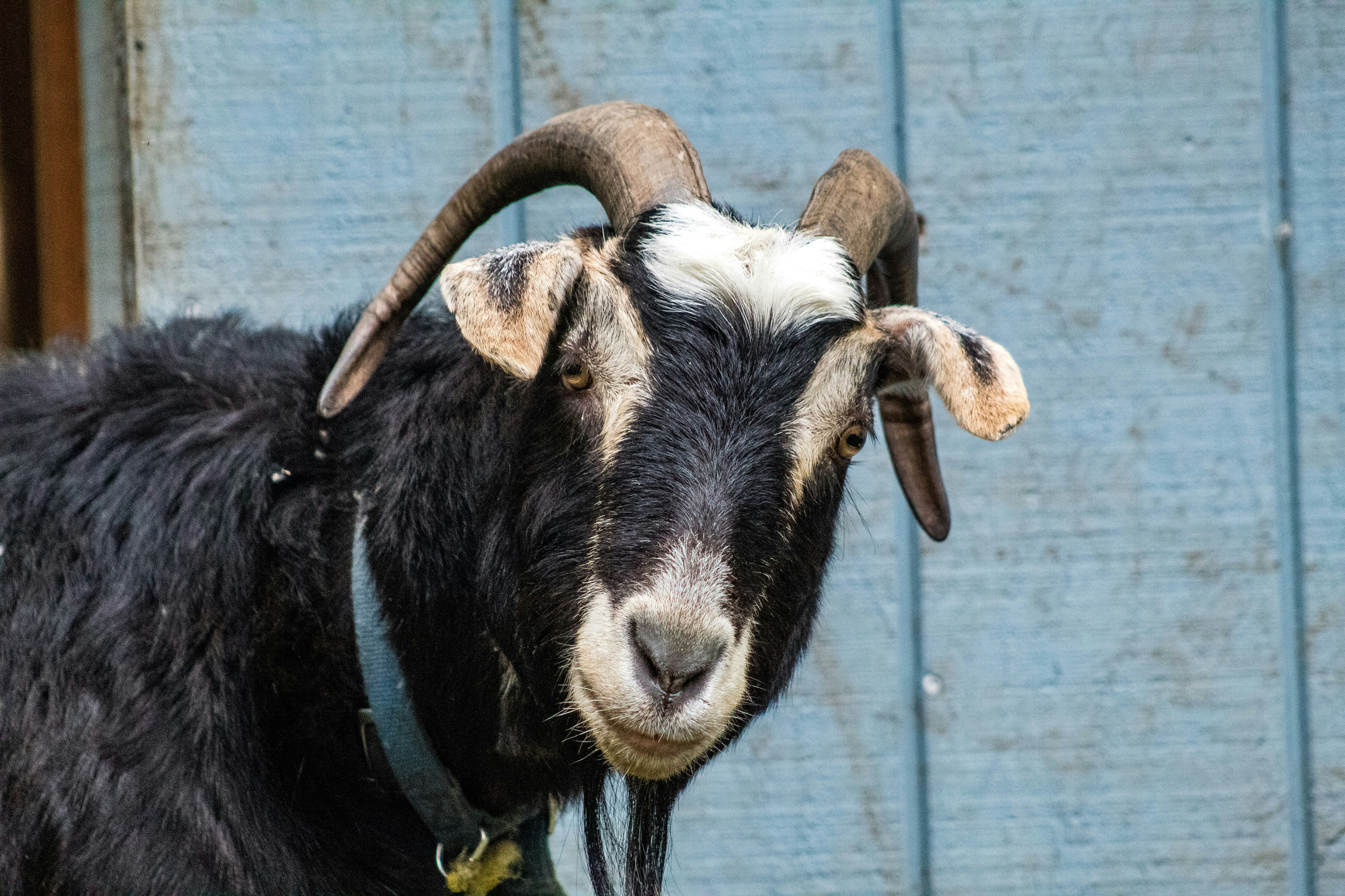 a goat with horns standing in front of a blue door