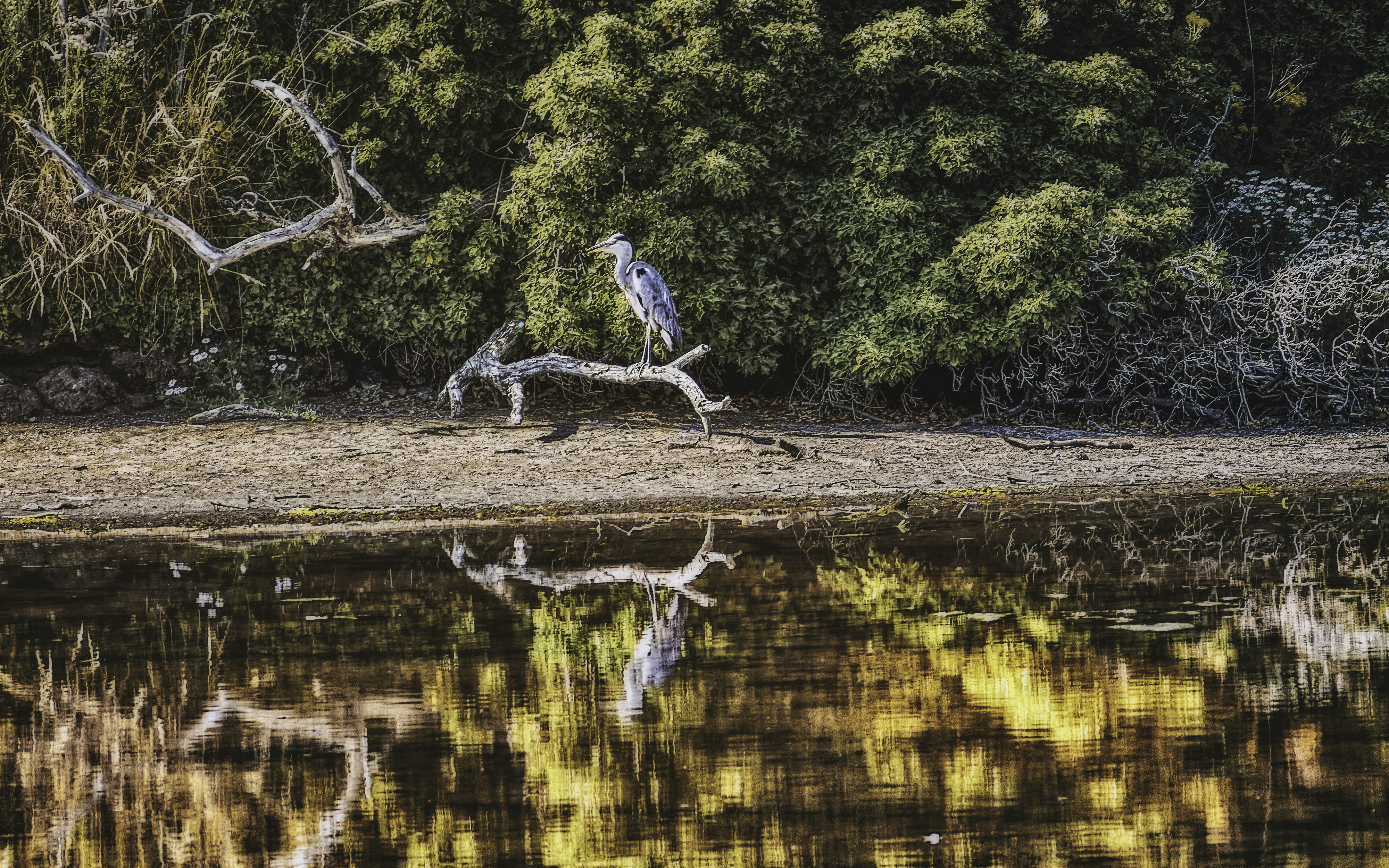 A grey heron perched on a felled tree next to the Conn's Water in Victoria Park in East Belfast, County Down (Jul., 2021).