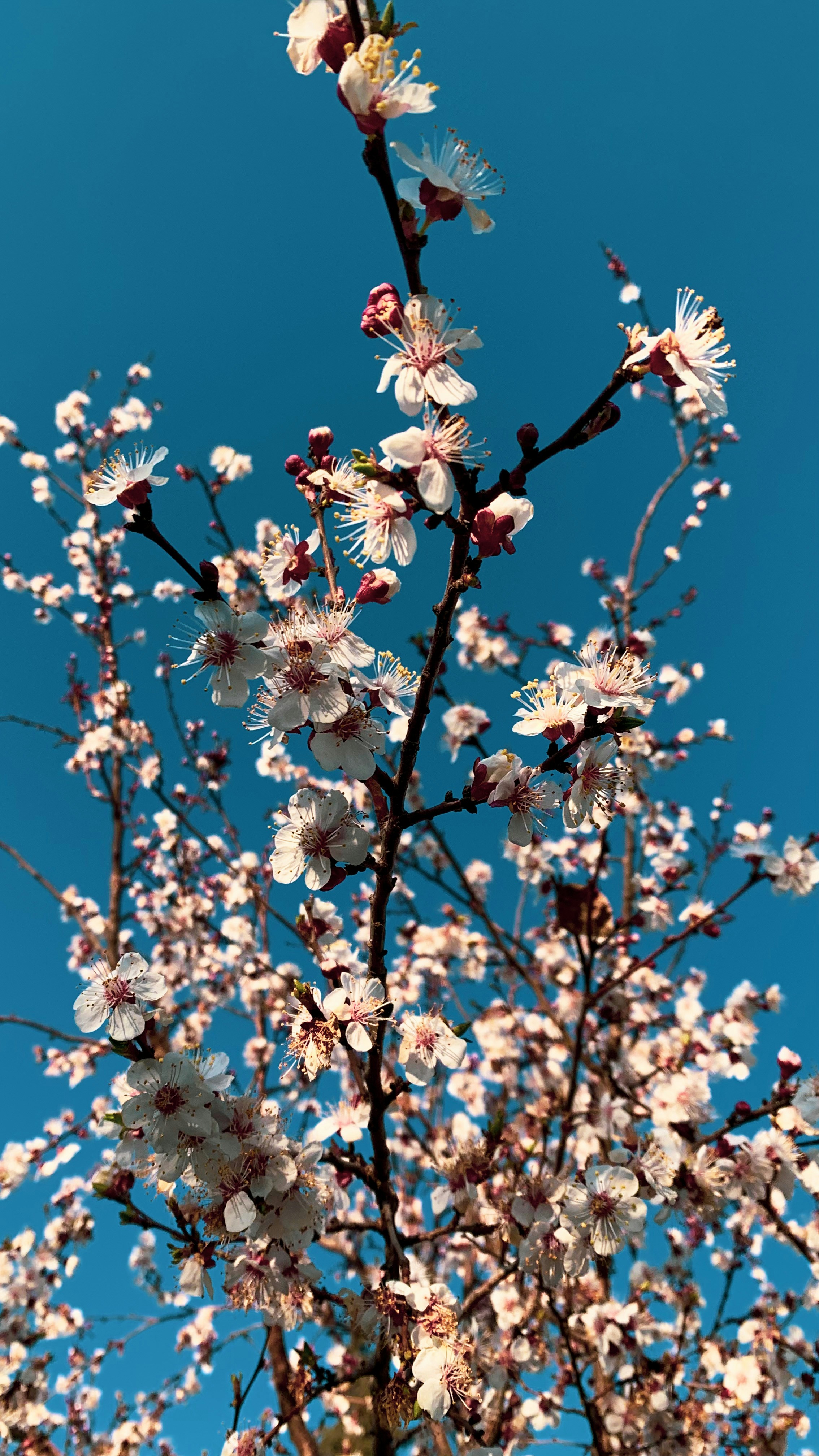 a tree with lots of white flowers in front of a blue sky