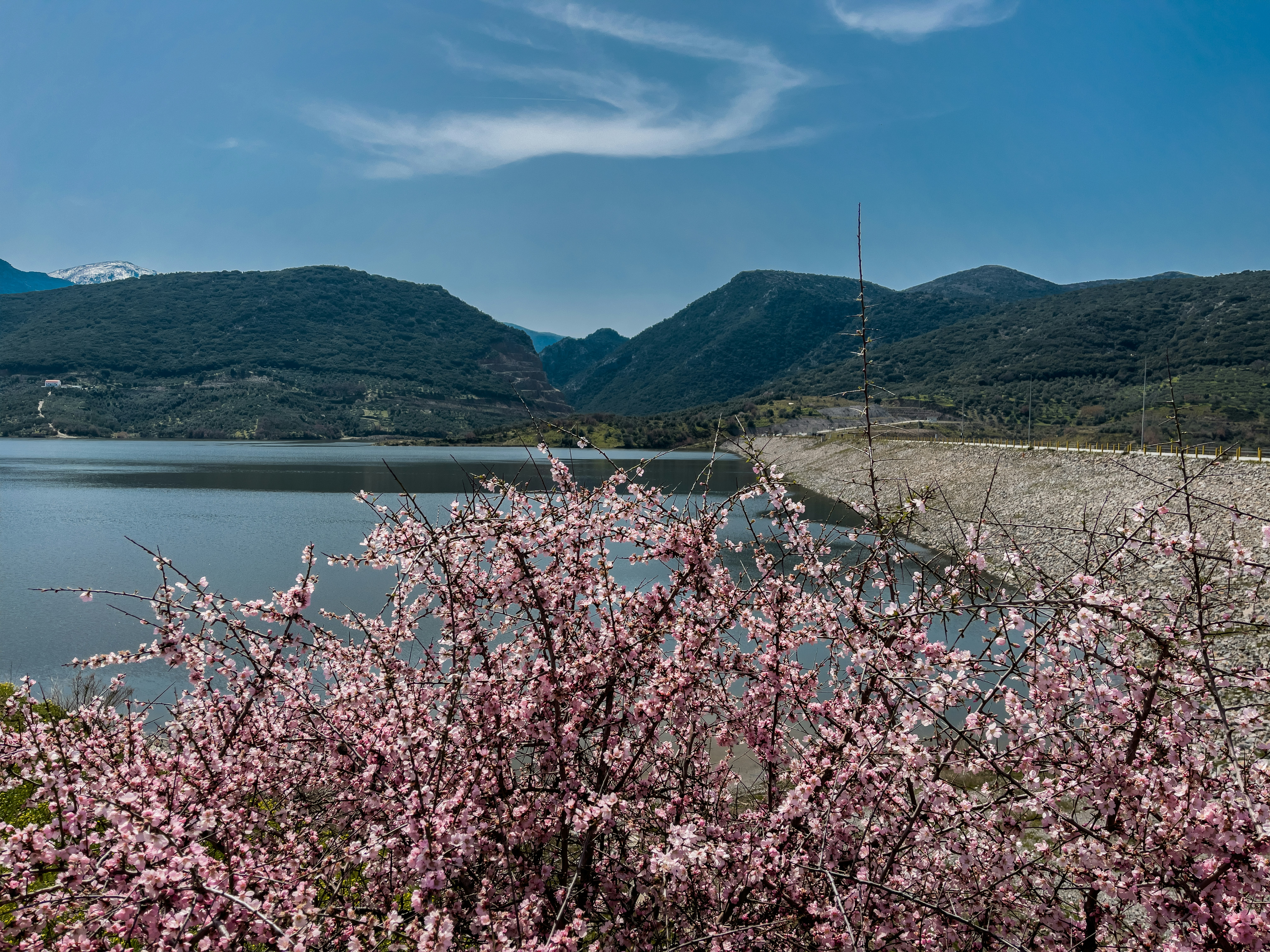 Blossoms Before the Alpine Basin