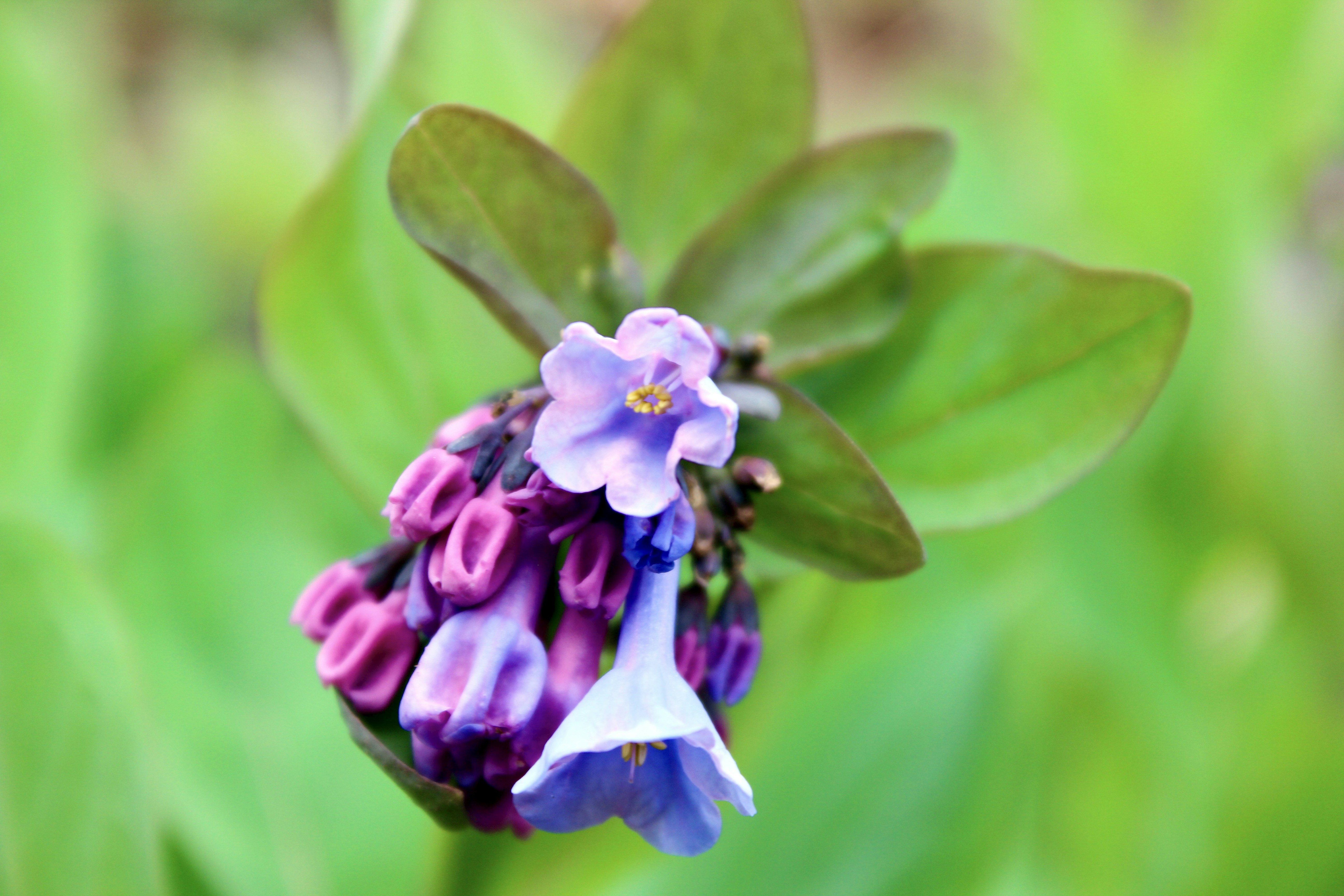 Cluster of vibrant purple flowers emerging from lush green foliage, showcasing nature's delicate beauty.