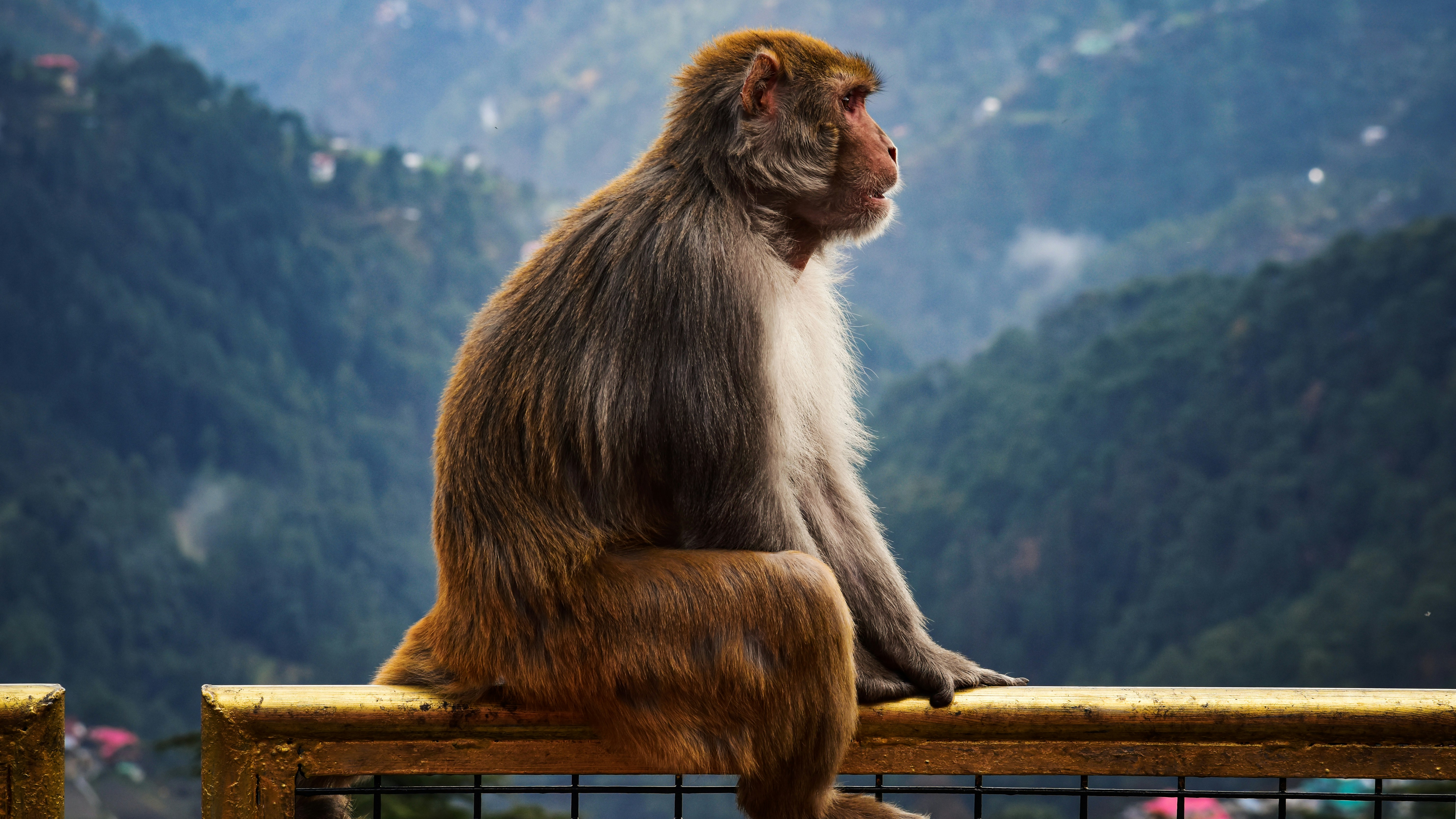 The Monkeys of Shimla are not pleasant animals, they roam around in gangs looking for the opportunity to rob tourists of their food or any other item which catches their eyes. The situation has deteriorated so much that visitors to Jakhoo temple must rent a substantial stake with which to threaten Shimla's monkeys.
Monkey, Shimla. 102mm. | a monkey sitting on a fence looking out over a valley