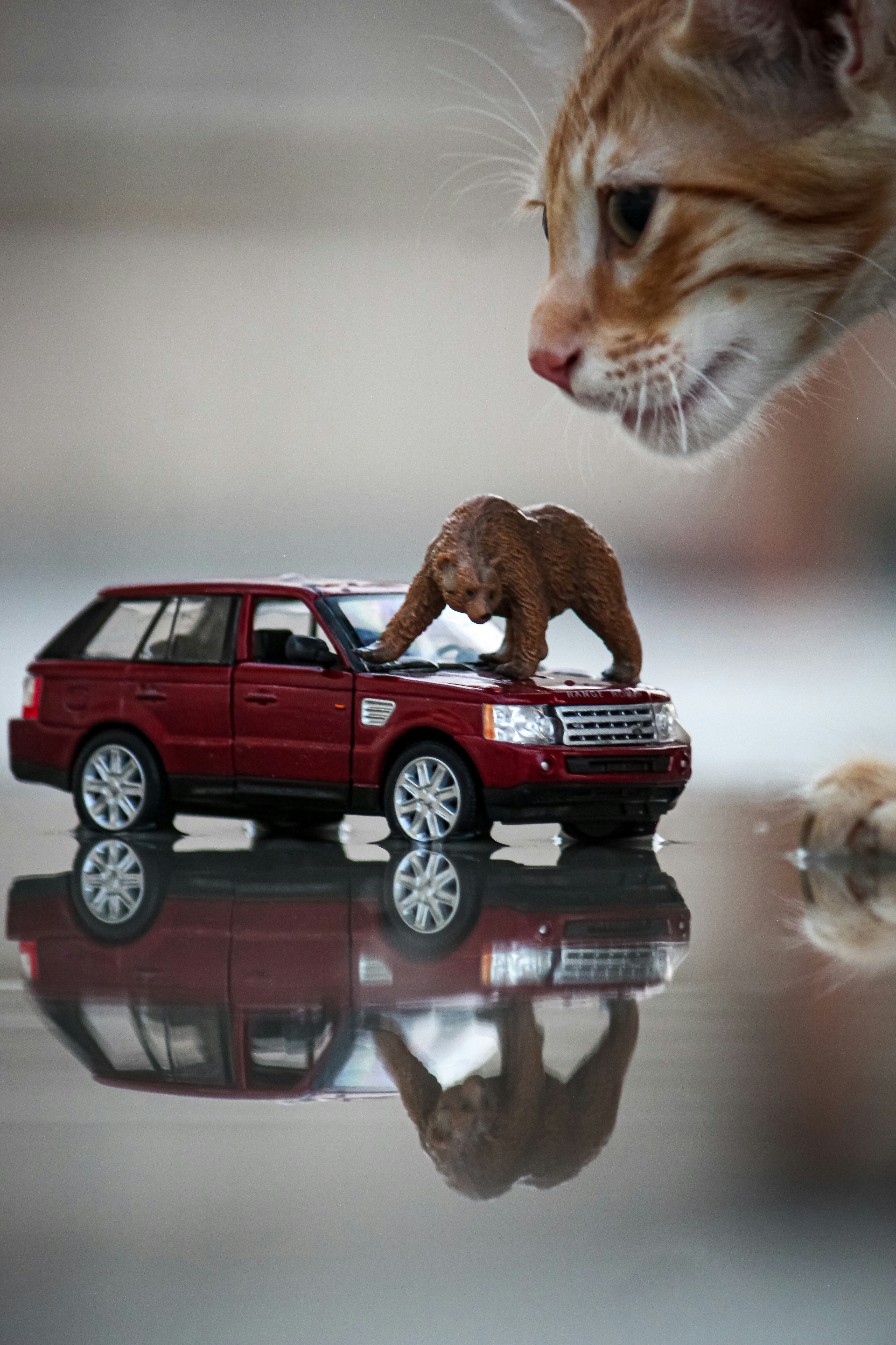 Tiny Bear on a Crimson SUV Under a Curious Cat