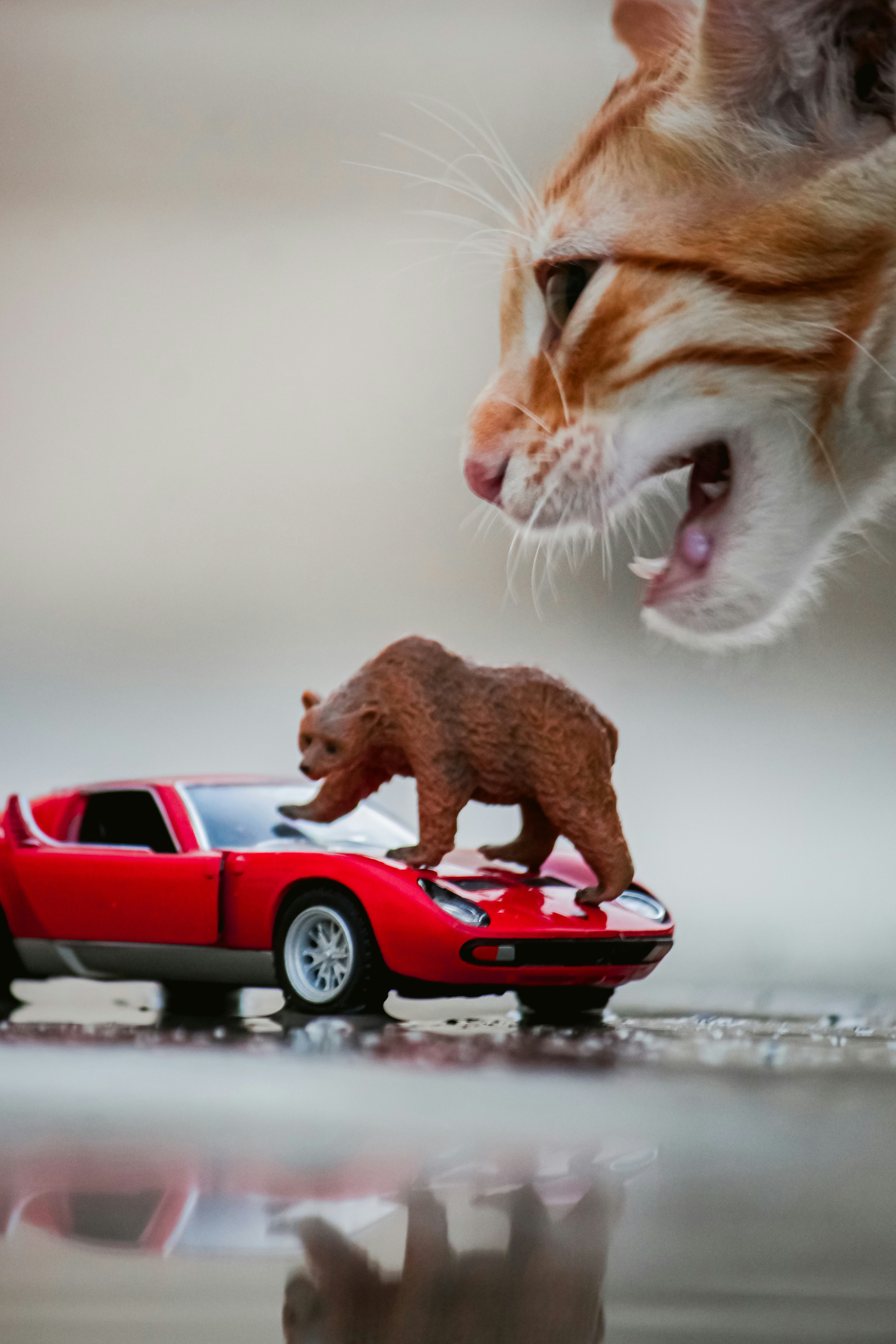 Miniature Bear on a Red Sports Car Under a Cat's Curious Gaze