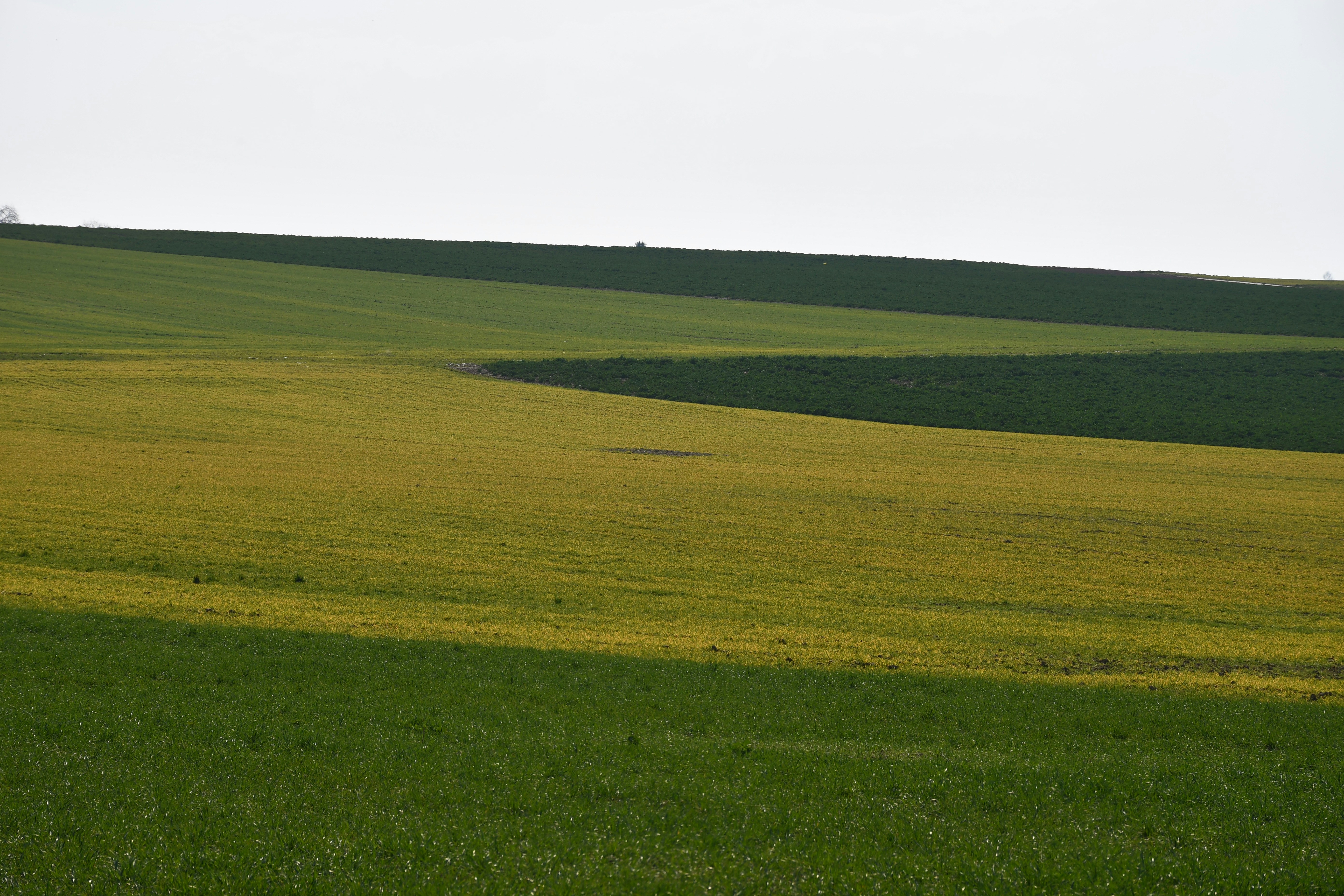 Bands of Field: Green-Gold Ripples Across a Quiet Plain