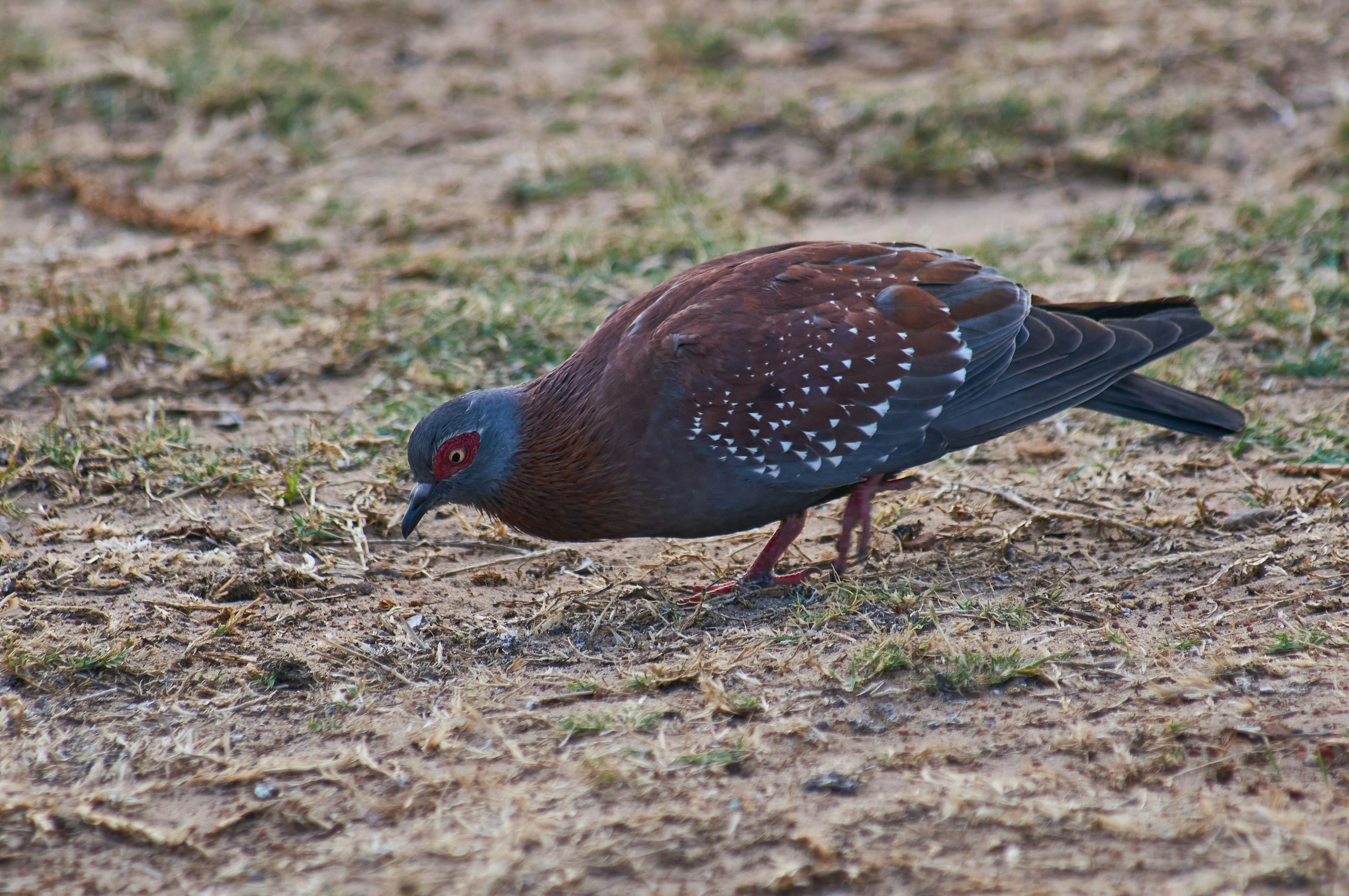 Scarlet-shouldered Ground Quail: A Prowling Bird in Dust-gray Light