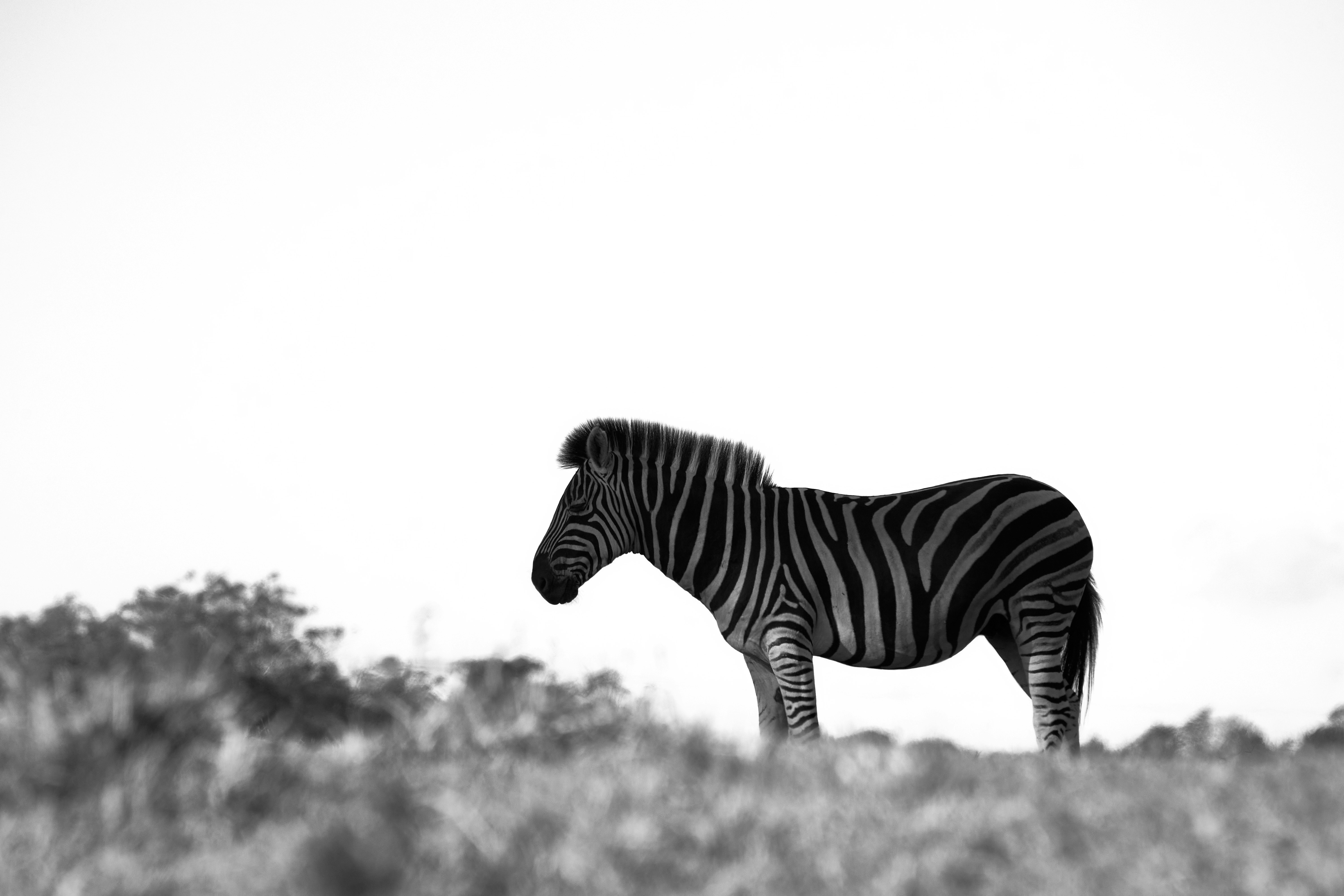 A solitary zebra stands against a stark white backdrop, its striking black and white stripes highlighted in a minimalist composition.