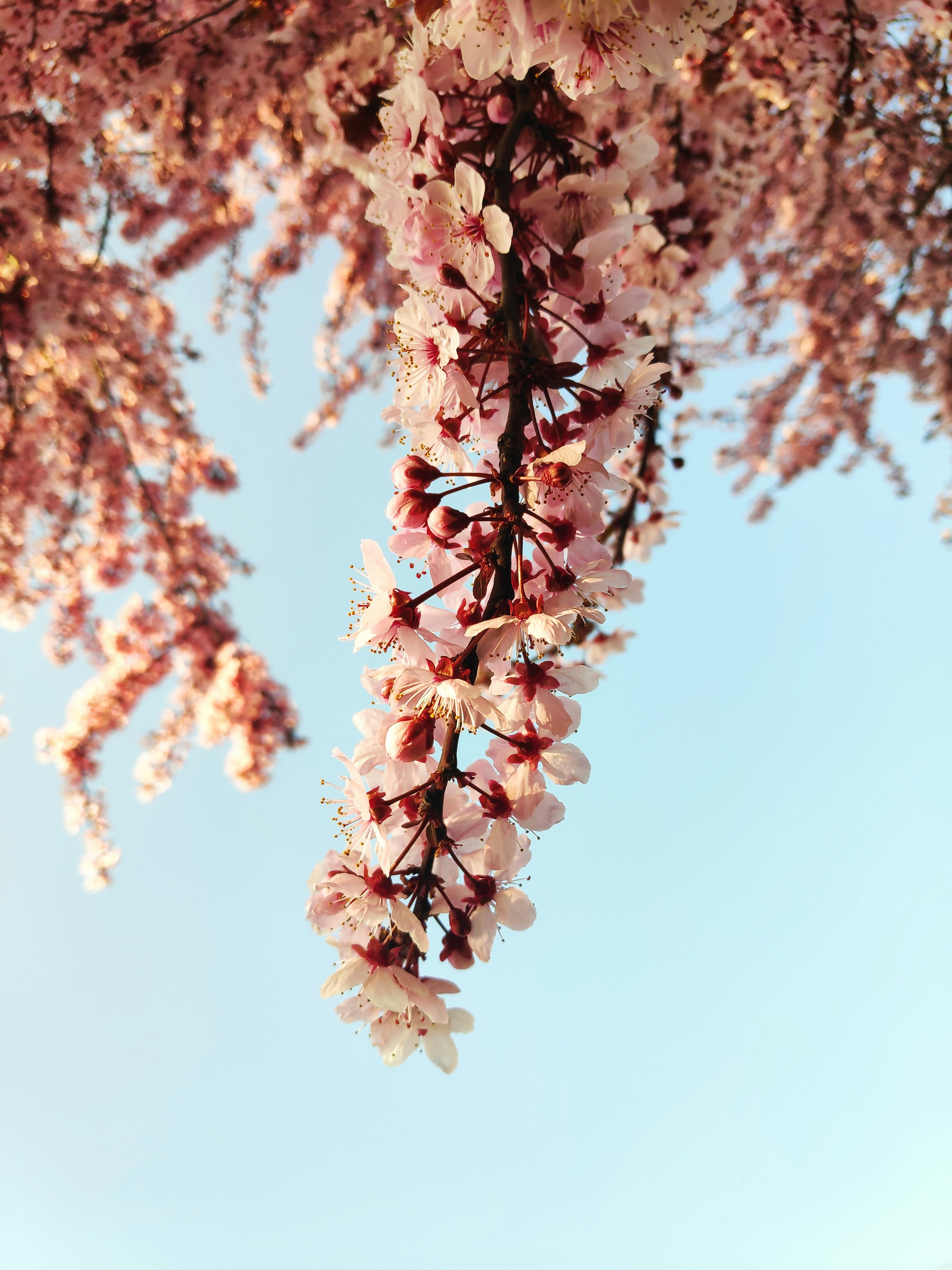 Delicate pink blossoms cascading down against a serene blue sky, creating a tranquil atmosphere.