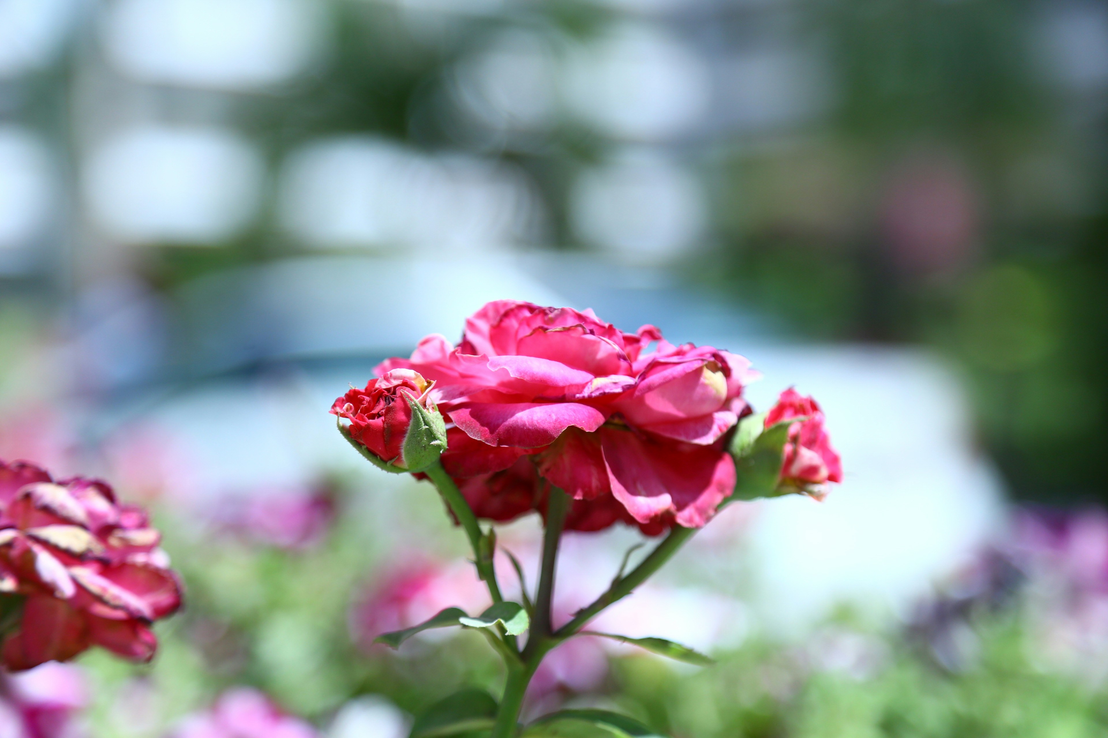 Un bouquet de fleurs roses qui sont dans un champ photo – Photo ...