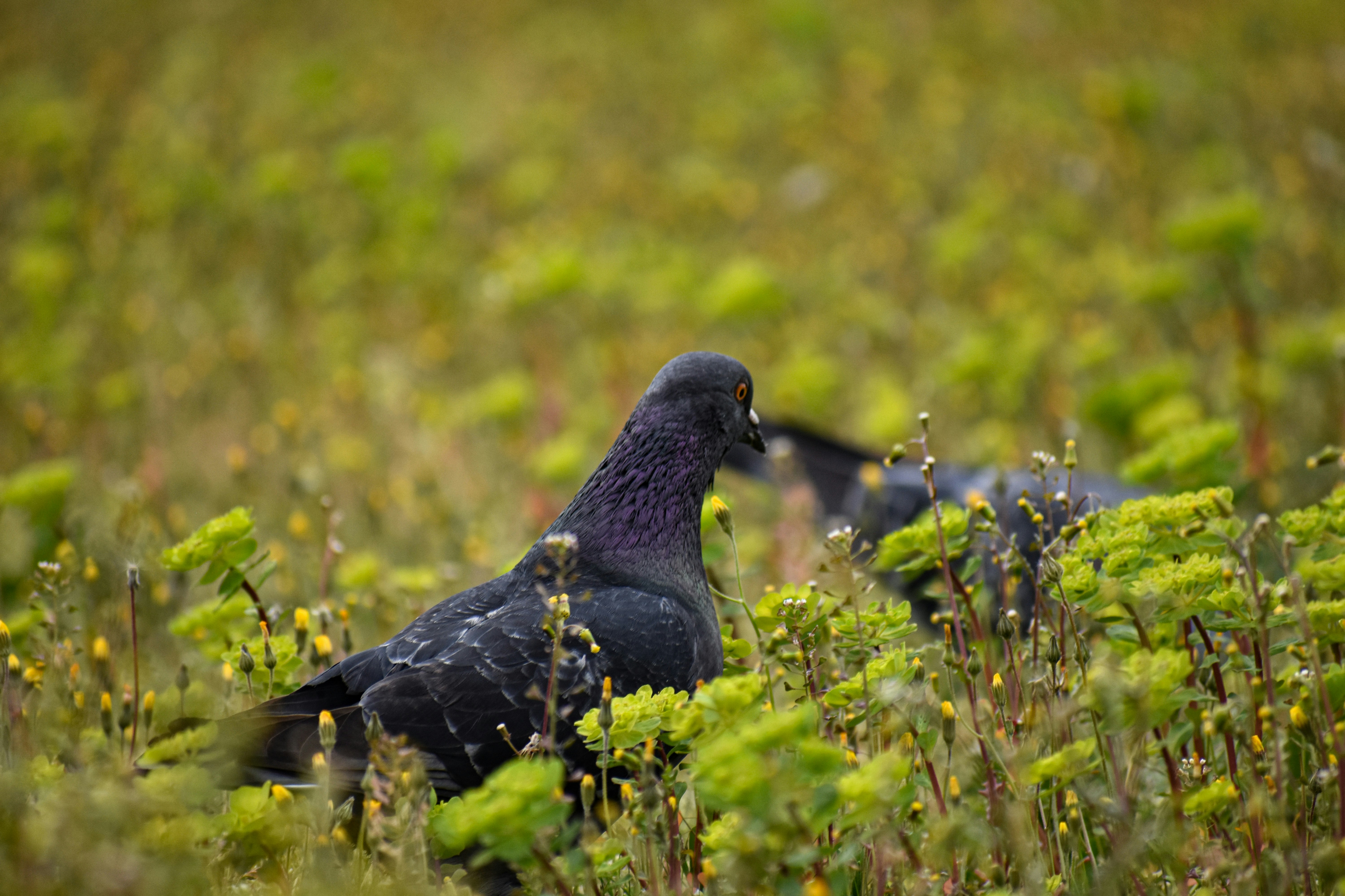 Iridescent Pigeon in a Quiet Field of Spring Greens