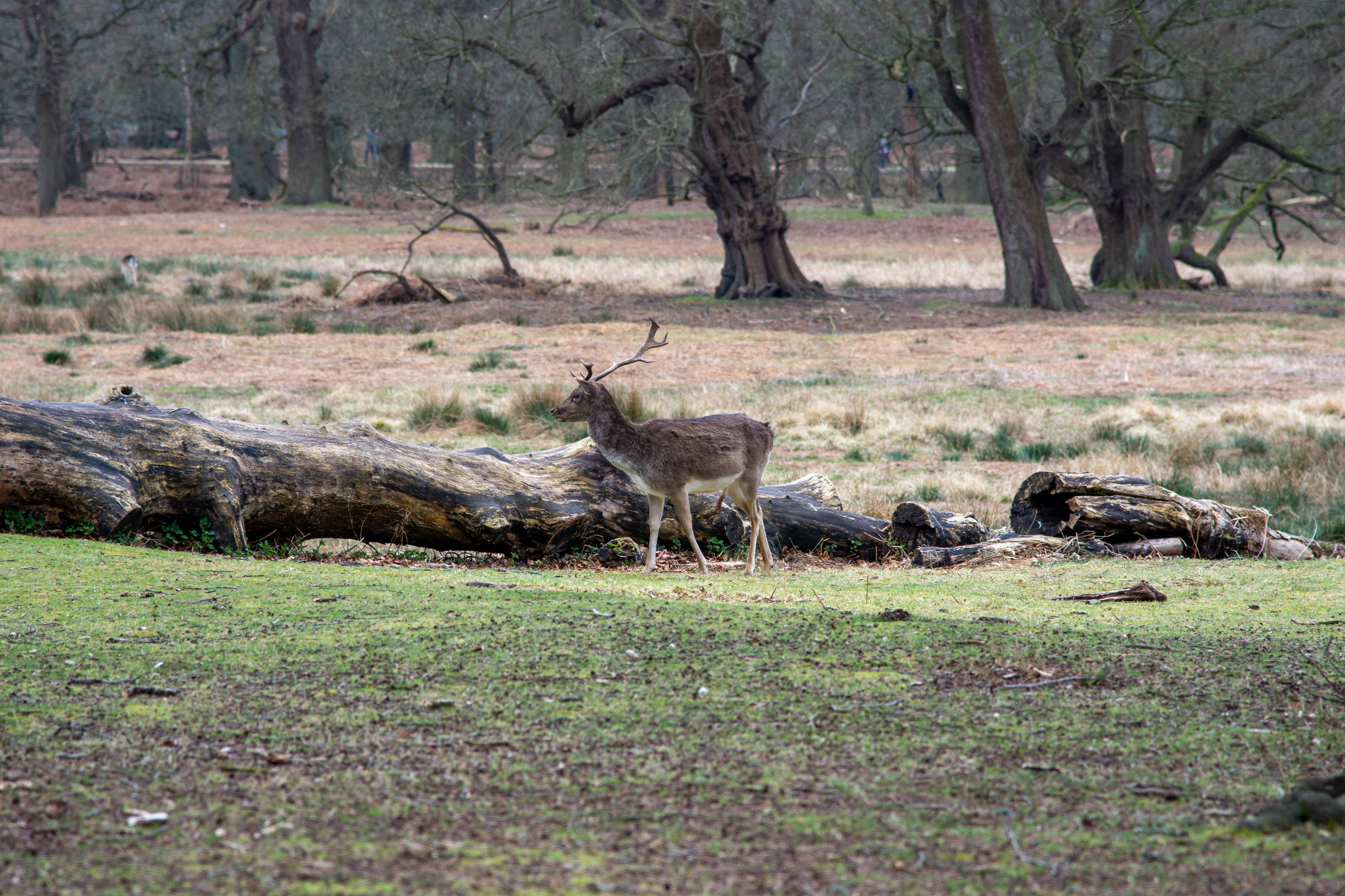 A deer standing next to a fallen tree in a field photo – Free Grey ...