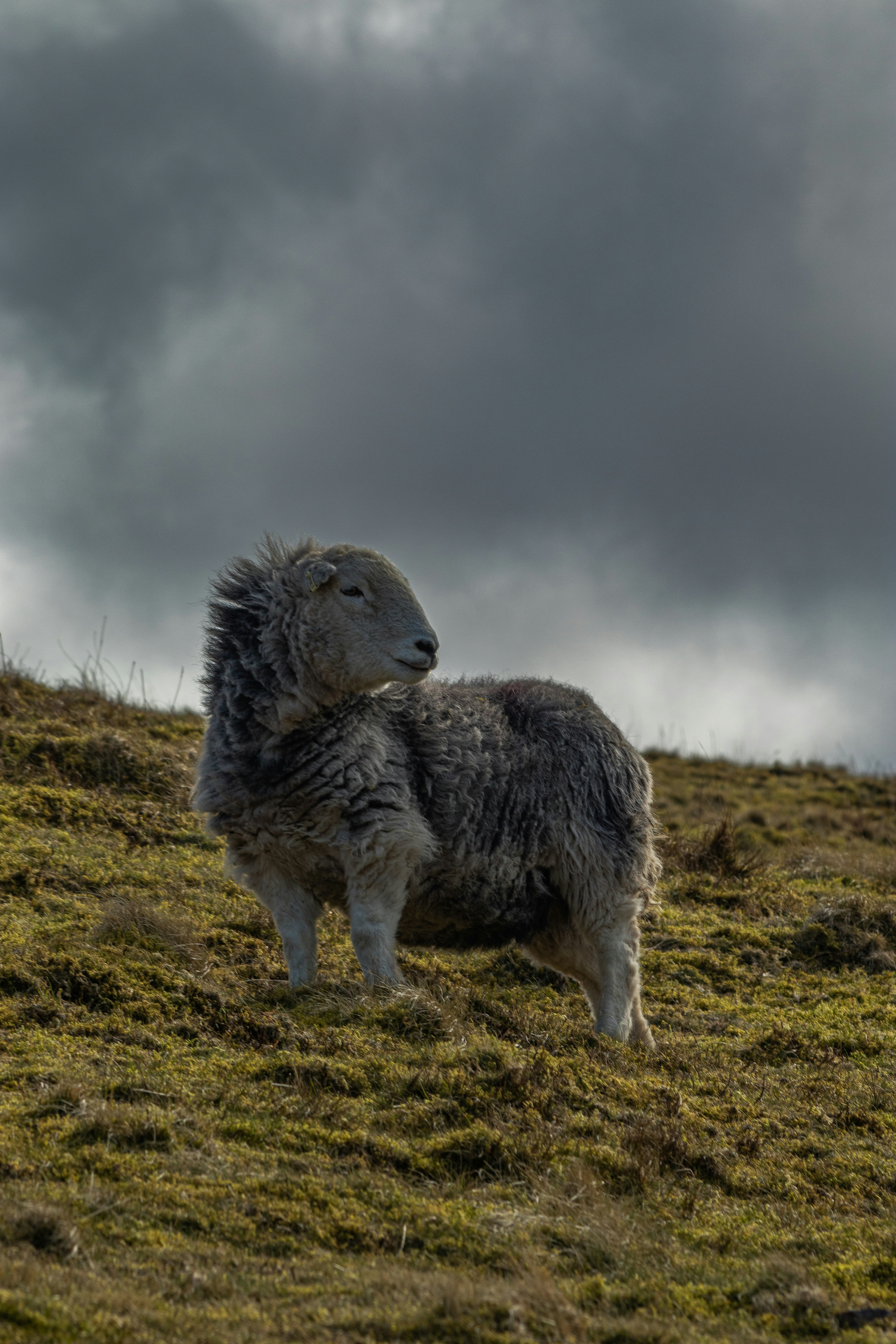 A woolly sheep stands on a grassy hillside, gazing towards the horizon under a dramatic sky filled with dark clouds.