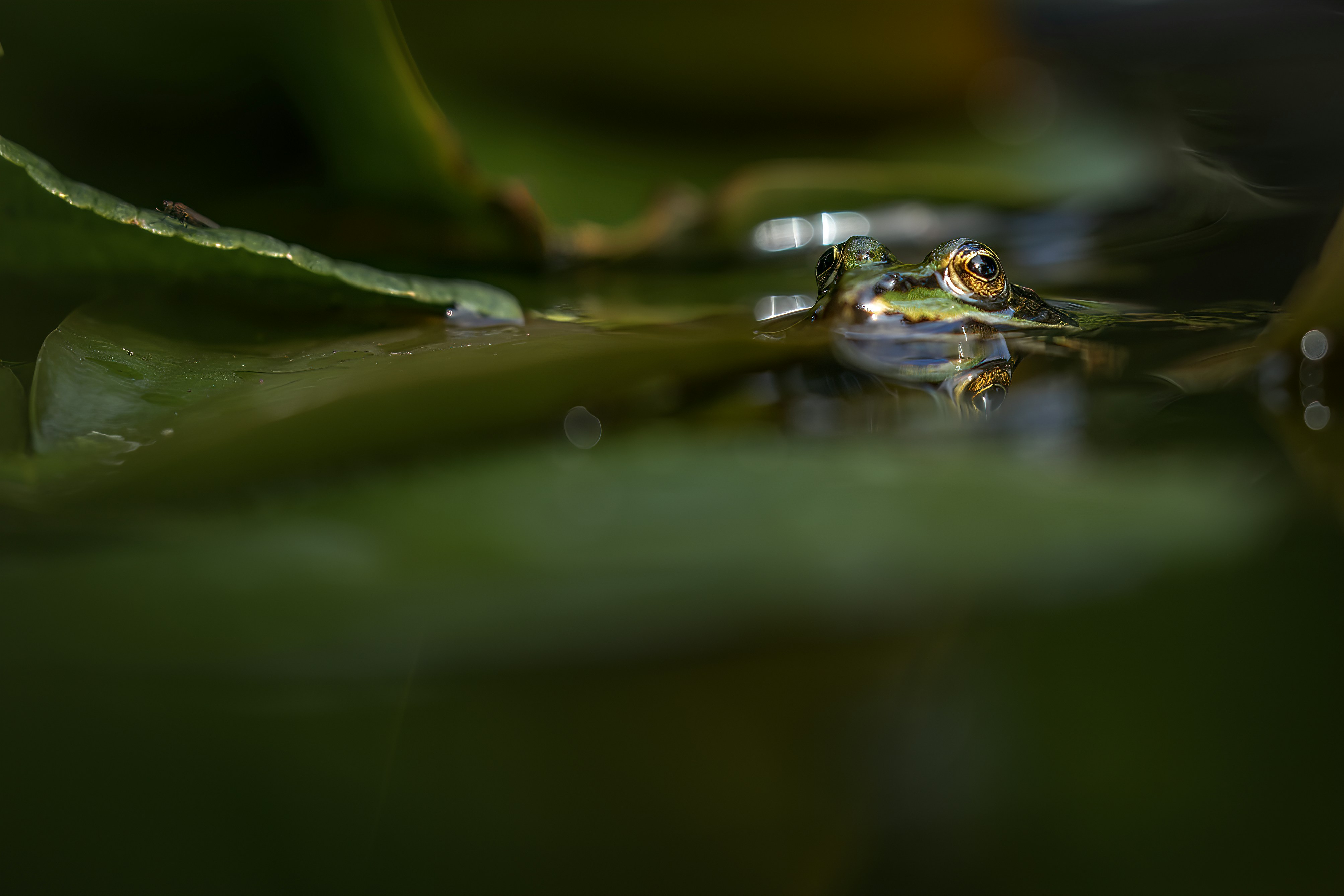 A frog partially submerged among lily pads, observing its surroundings with keen eyes. The tranquil water reflects the lush greenery above.