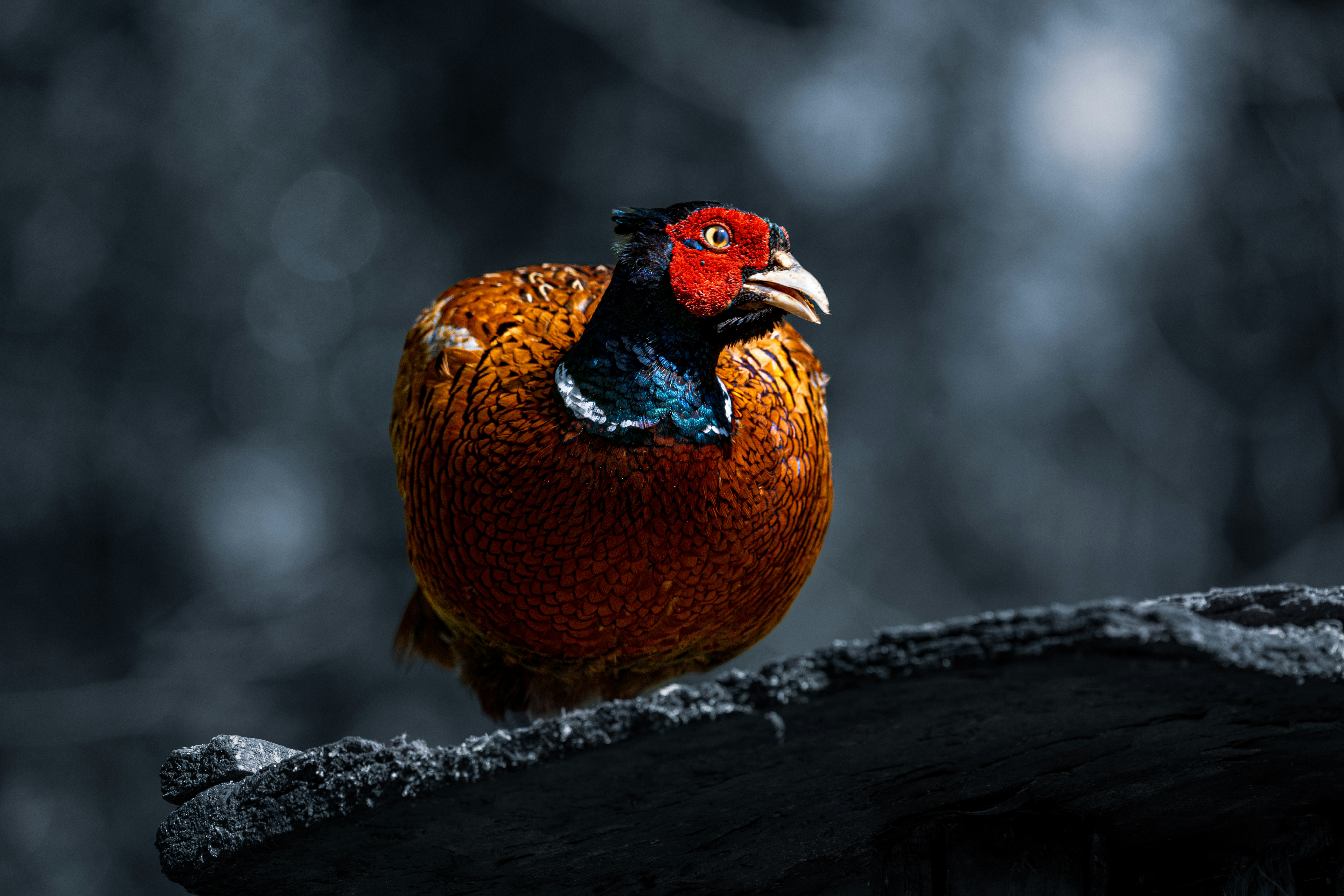 Vibrant Sentinel of the Woods