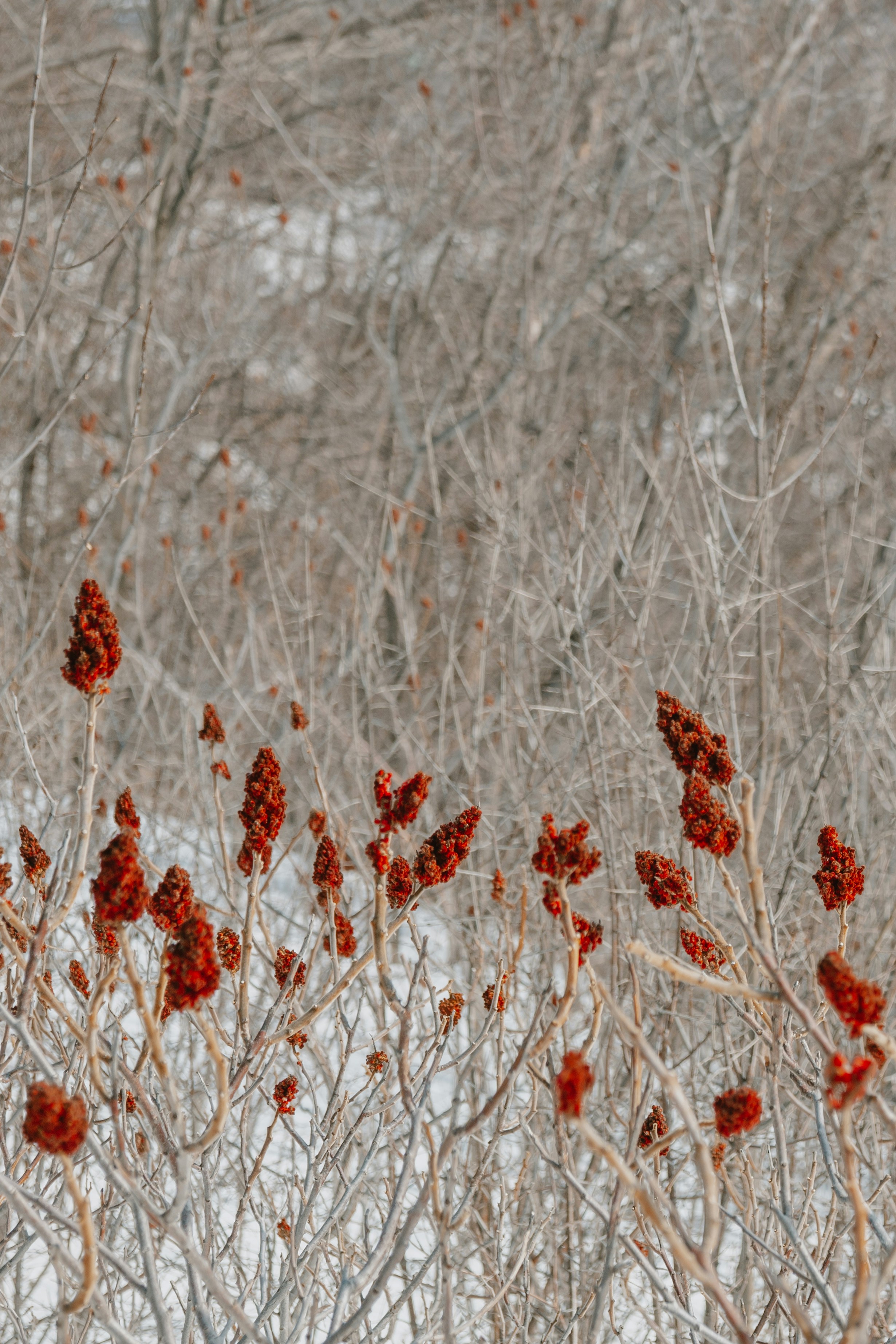 Crimson Seed Heads in a Frost-Dusted Winter Thicket