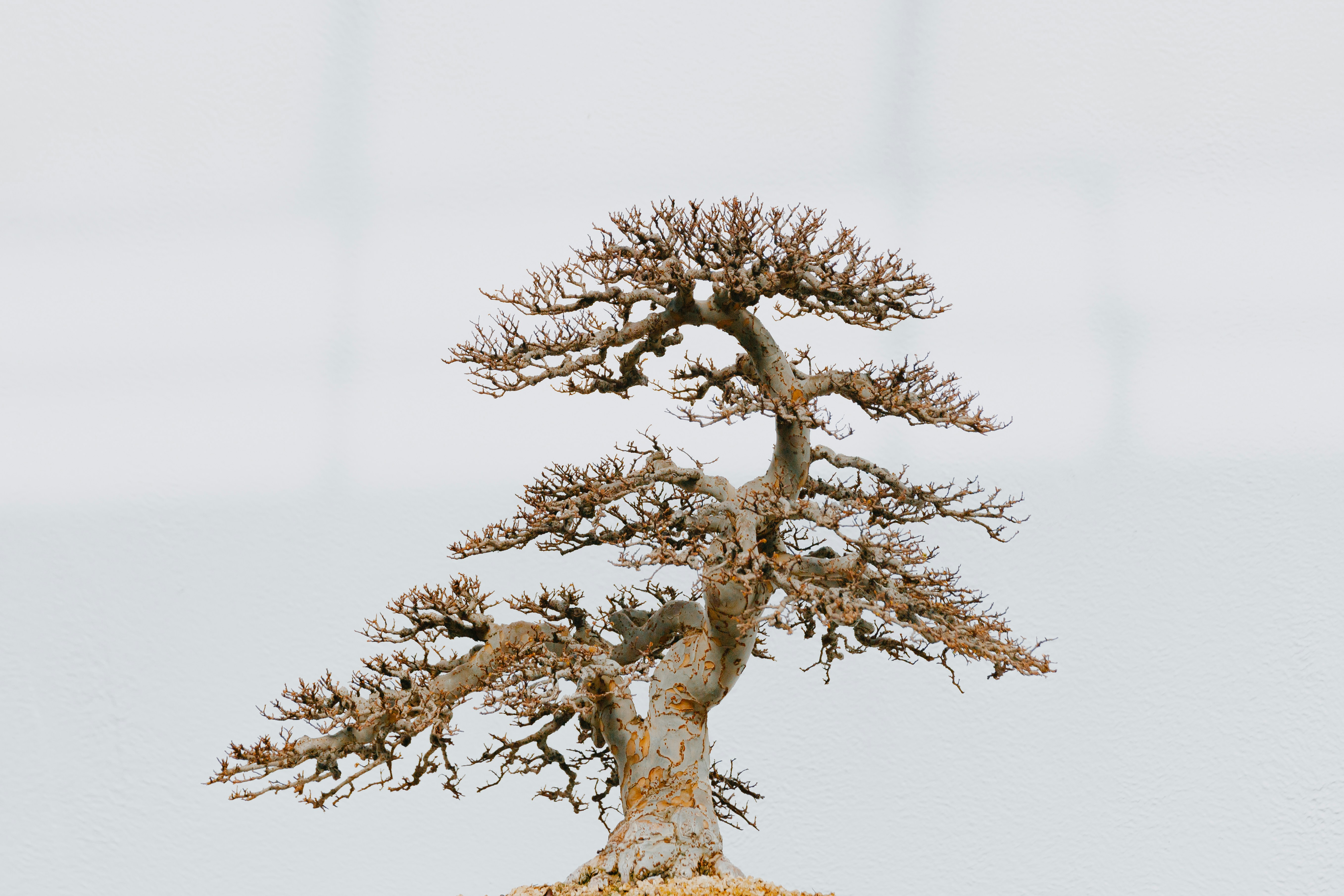 Bonsai on a Frosted Studio Stage: A Quiet Study of Form