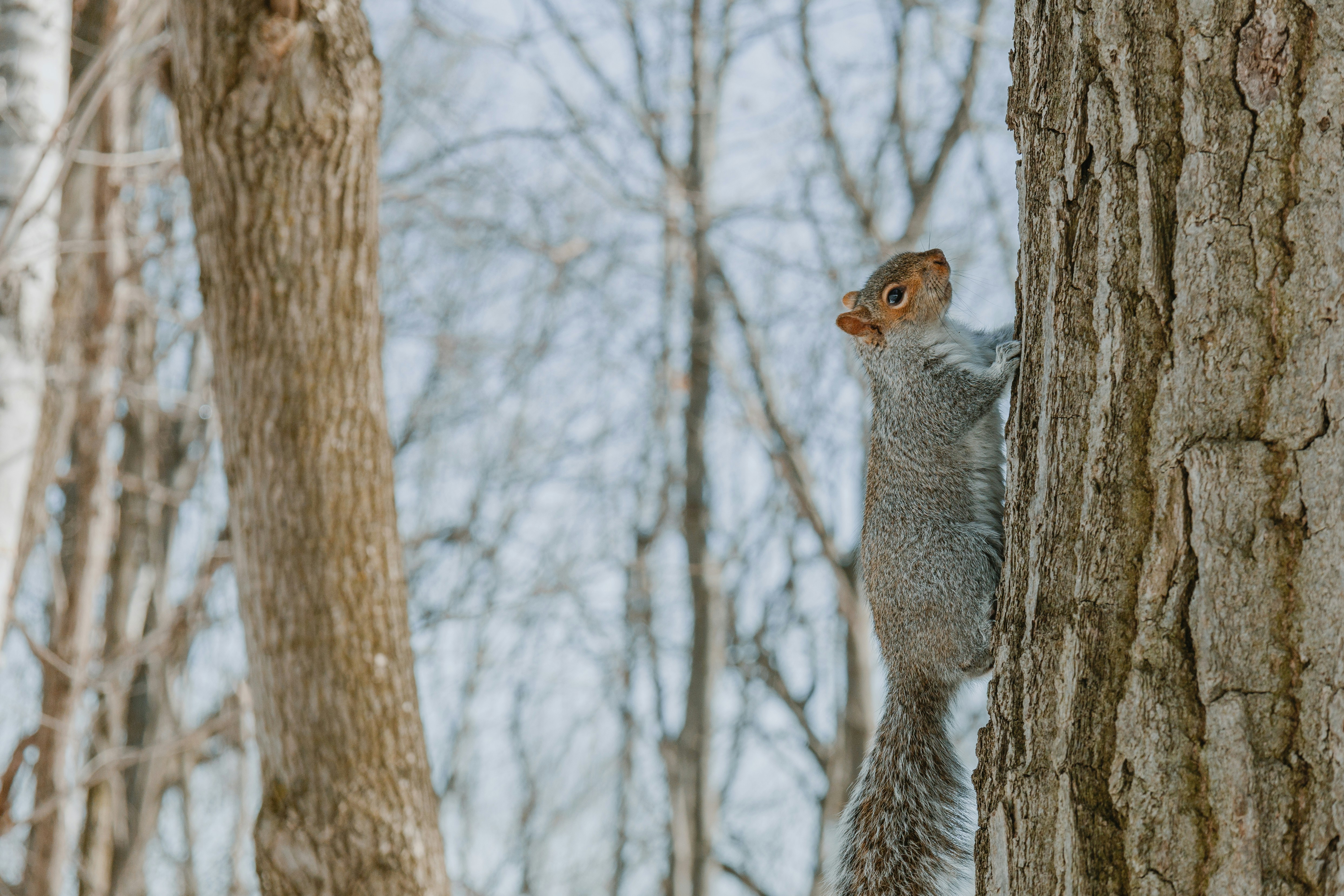 A squirrel climbing up the side of a tree photo – Free Mount royal ...
