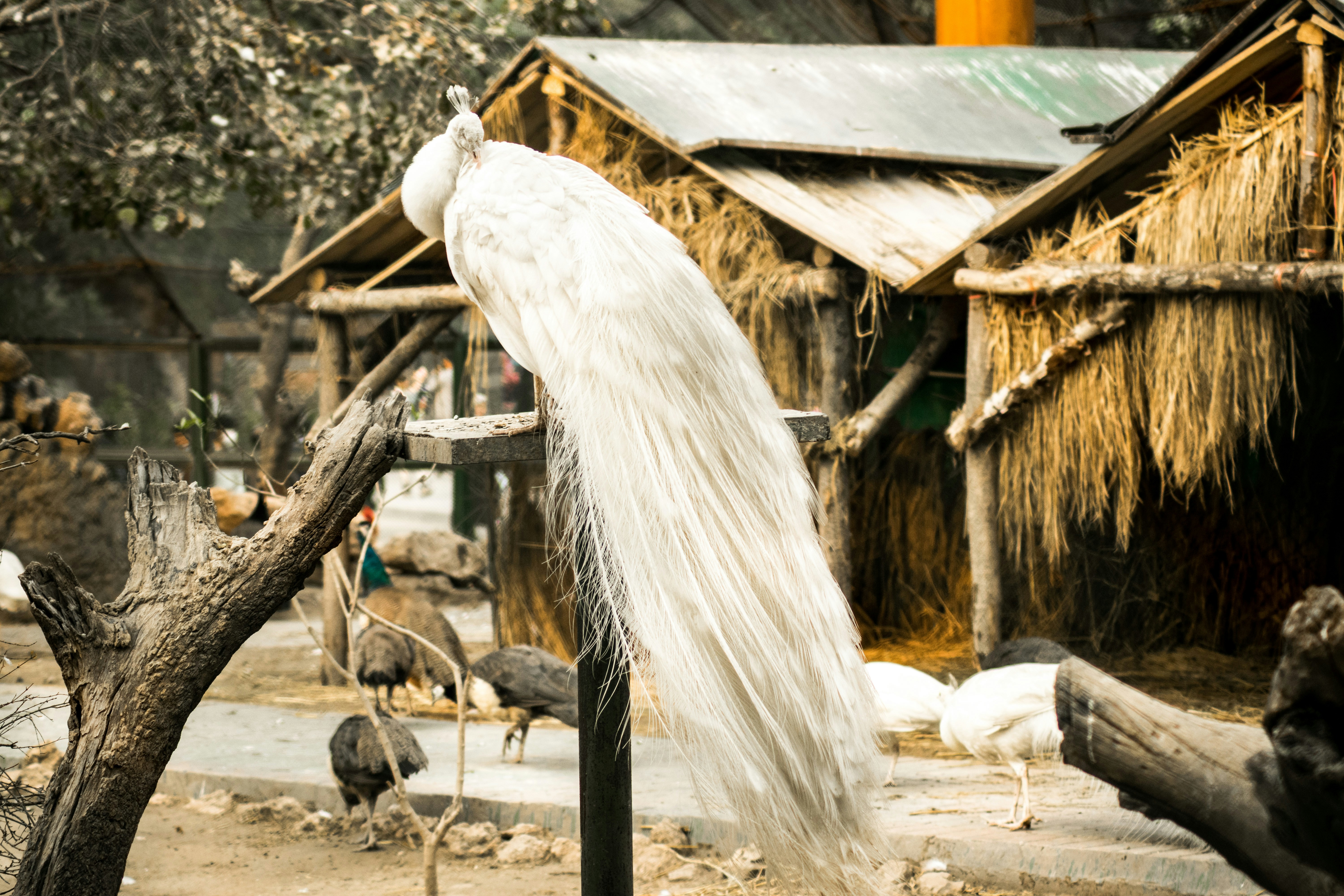 White Peacock at Zoo