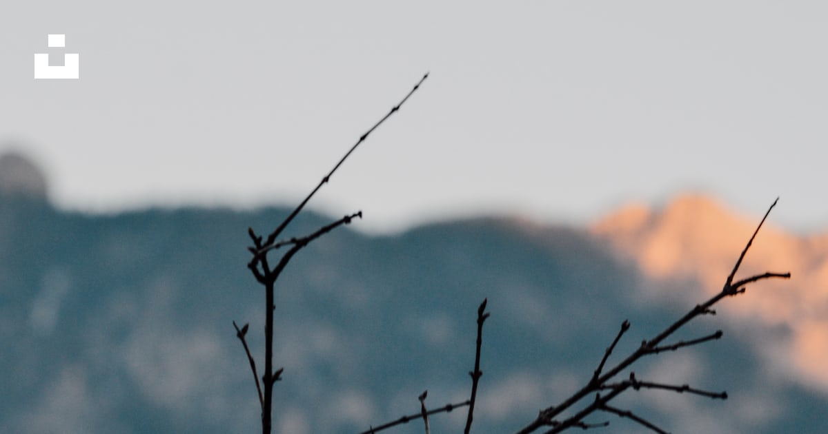 山を背景に木の枝にとまる鳥の写真 Unsplashの無料アンタルヤ写真