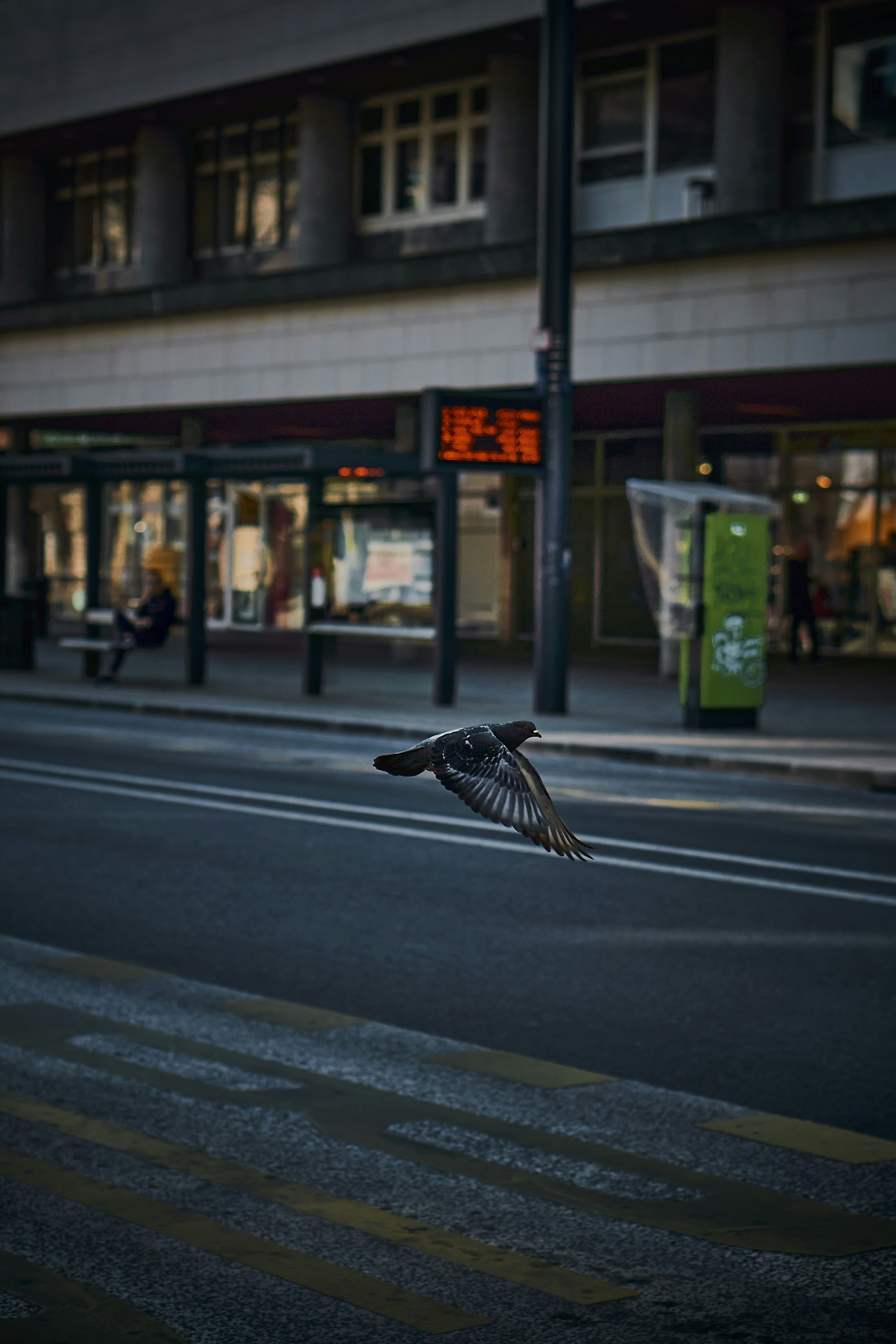 A bird flying over a street next to a tall building photo – Free ...