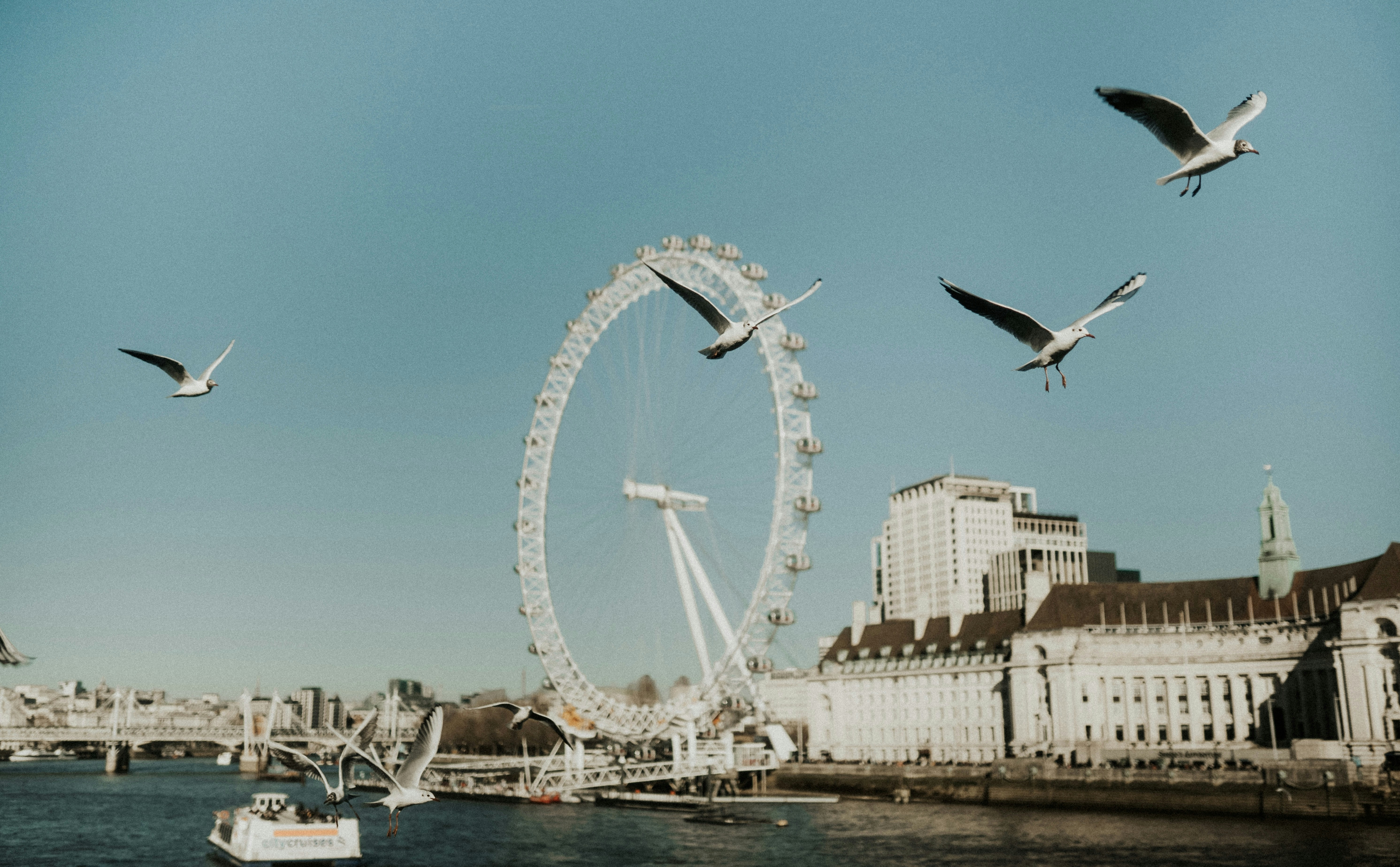 London Eye Spotlight: Seagulls Over the Thames