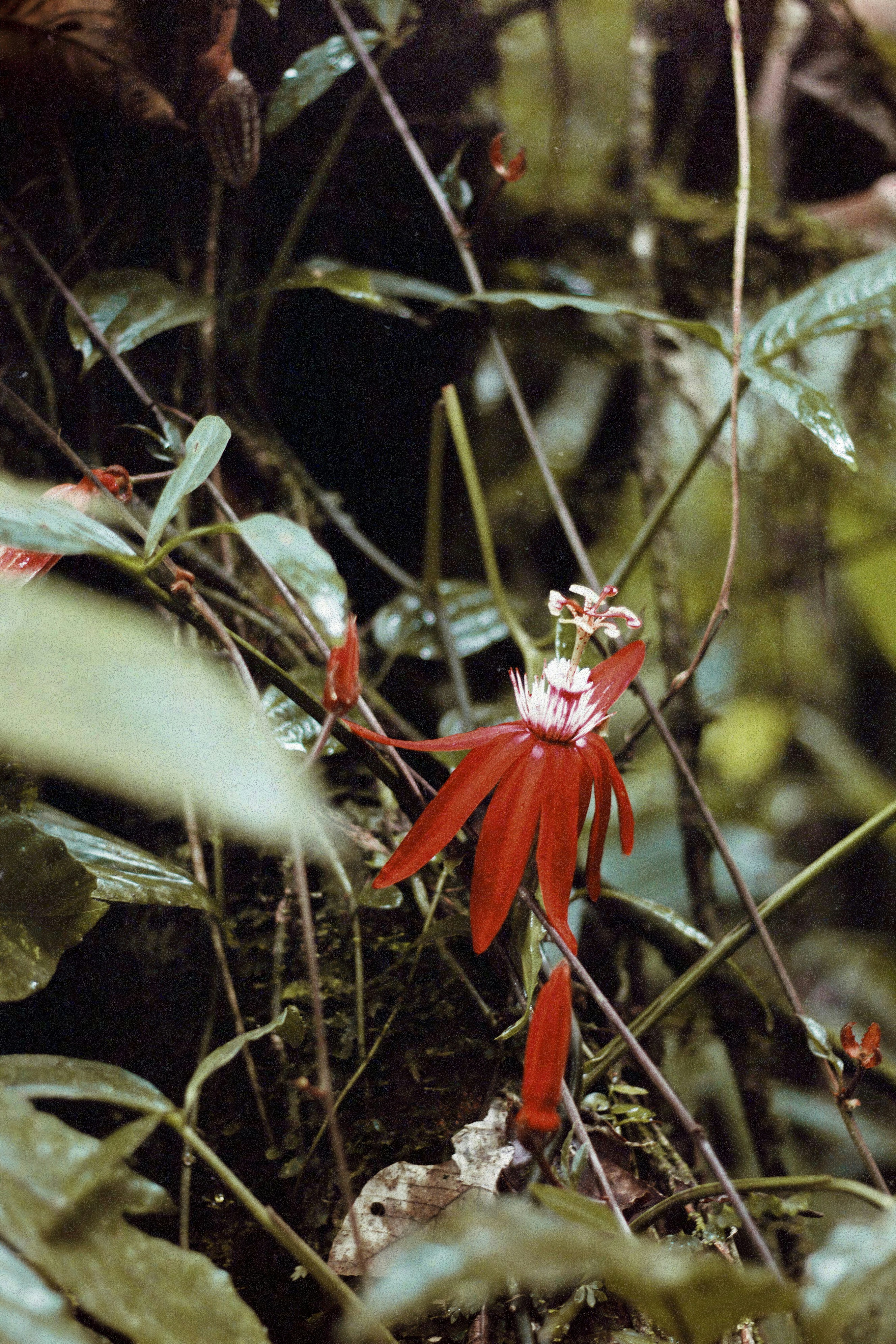 Une fleur rouge au milieu d’une forêt photo – Photo Feuille Gratuite ...