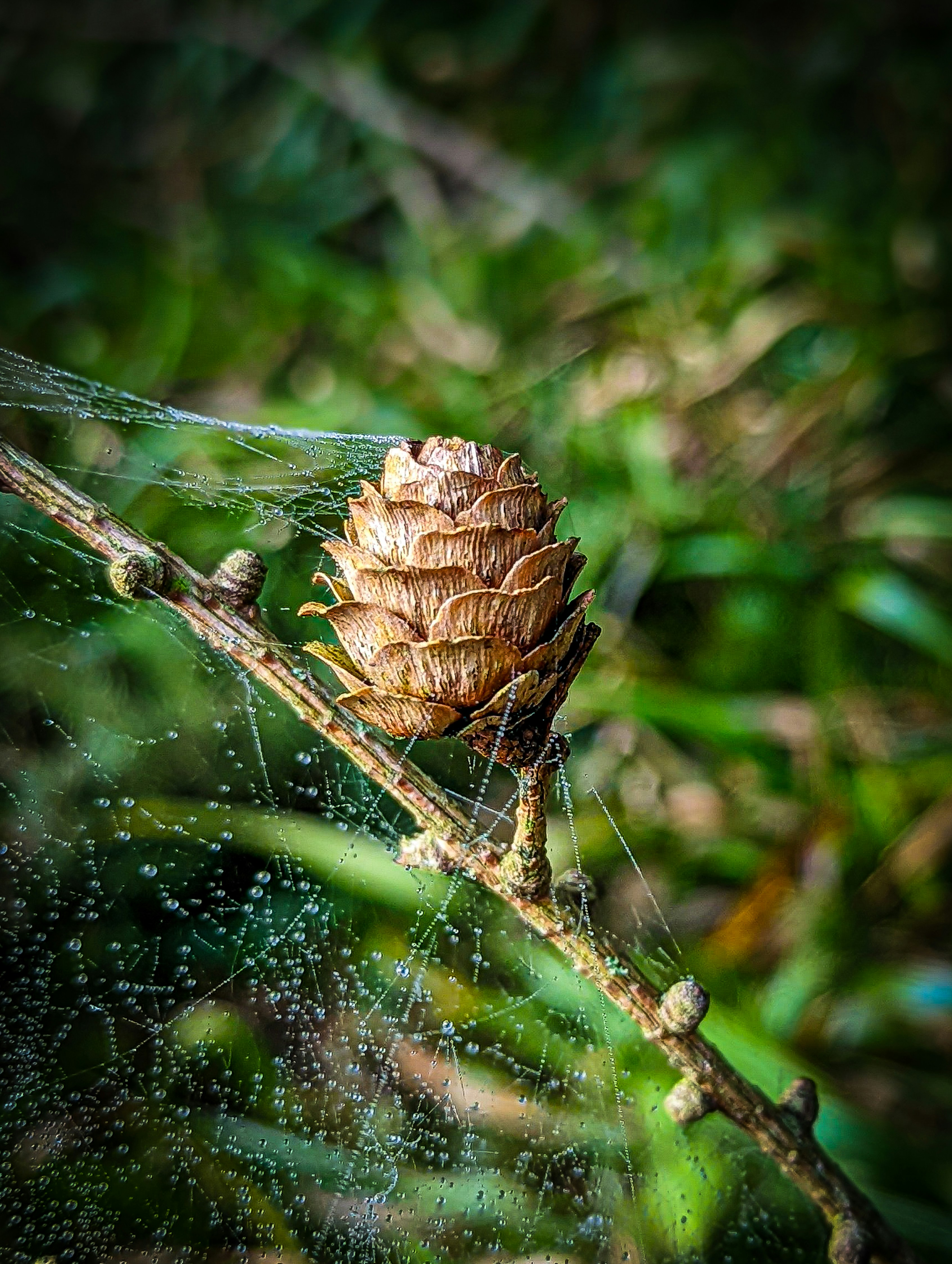 Cone of Focus: Dew-laced Web Sail on a Pinecone