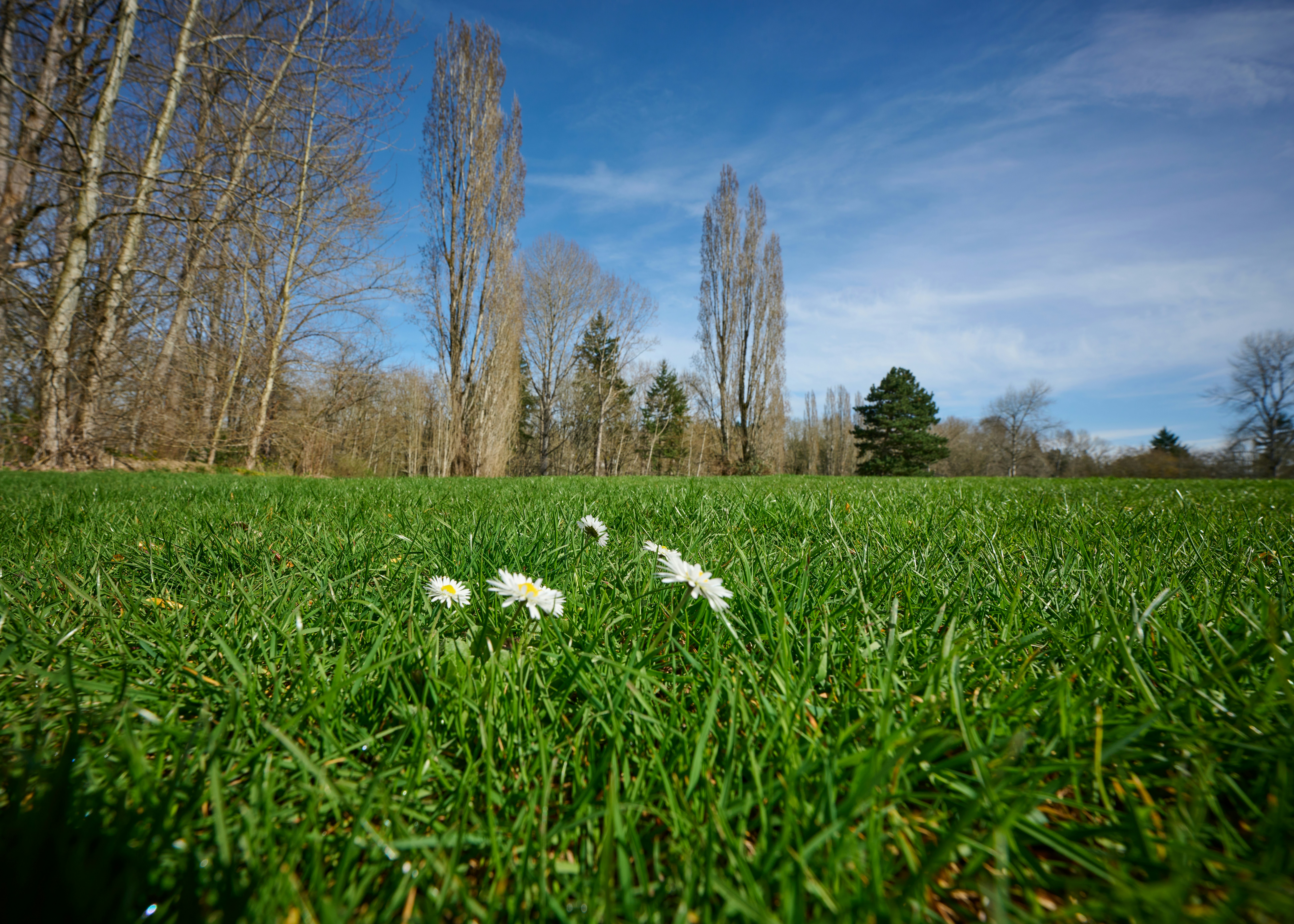 Daisies bloom amidst lush green grass under a clear blue sky, framed by tall trees in the background.