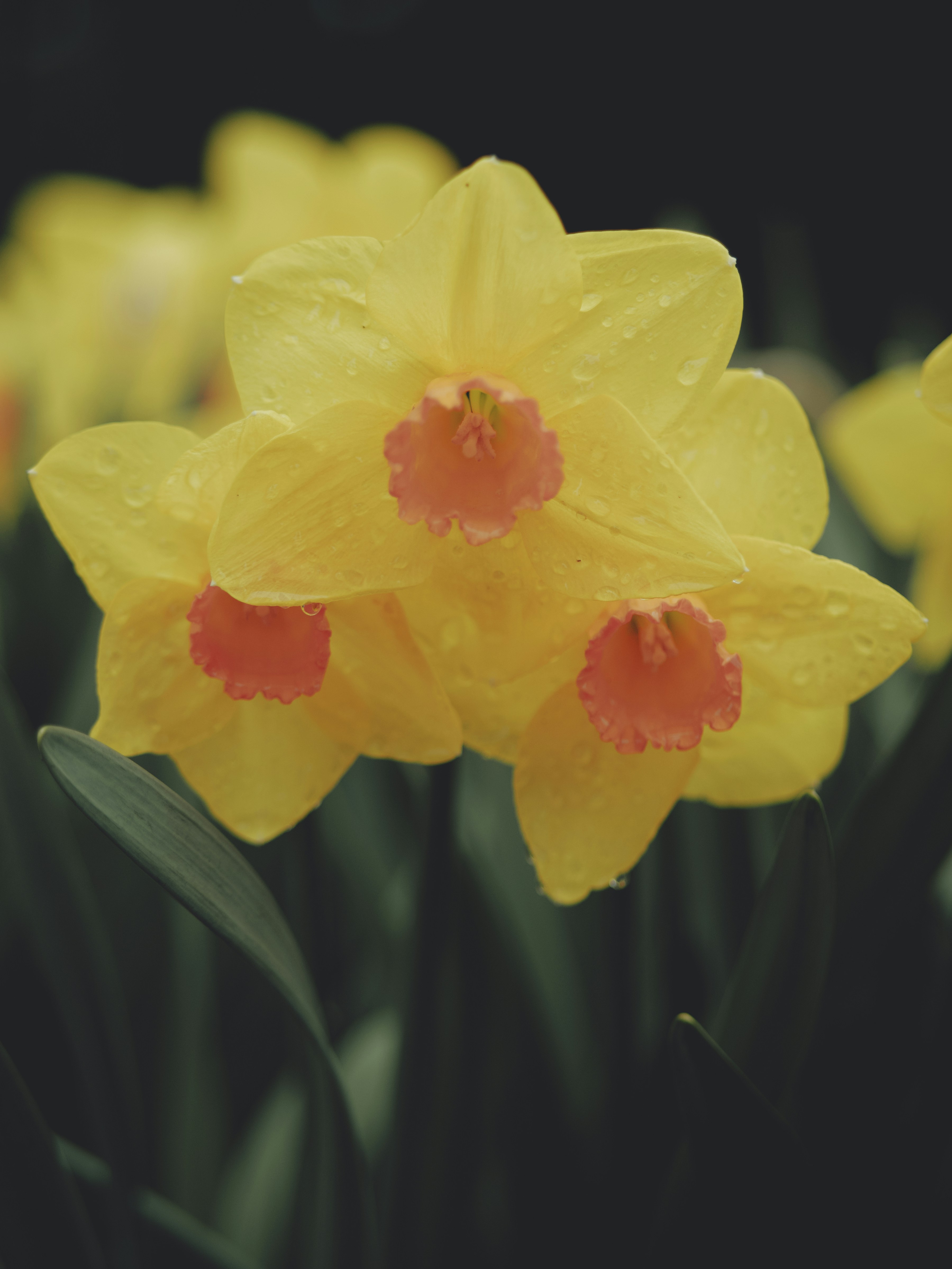 Sunlit Daffodils: Close-Up of Yellow Trumpets with Coral Centers