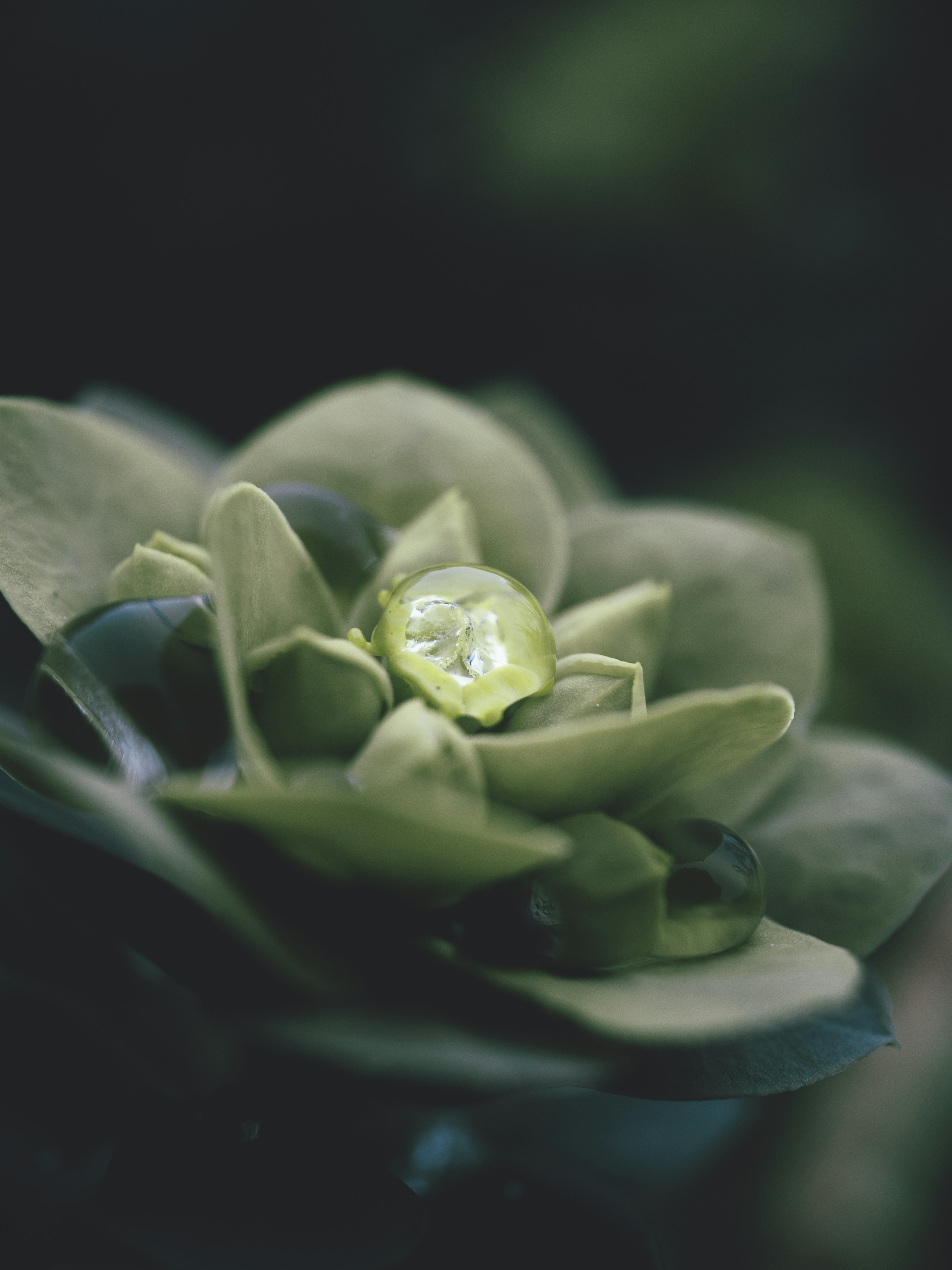 Centered Crystal at the Green Heart of a Succulent Rosette