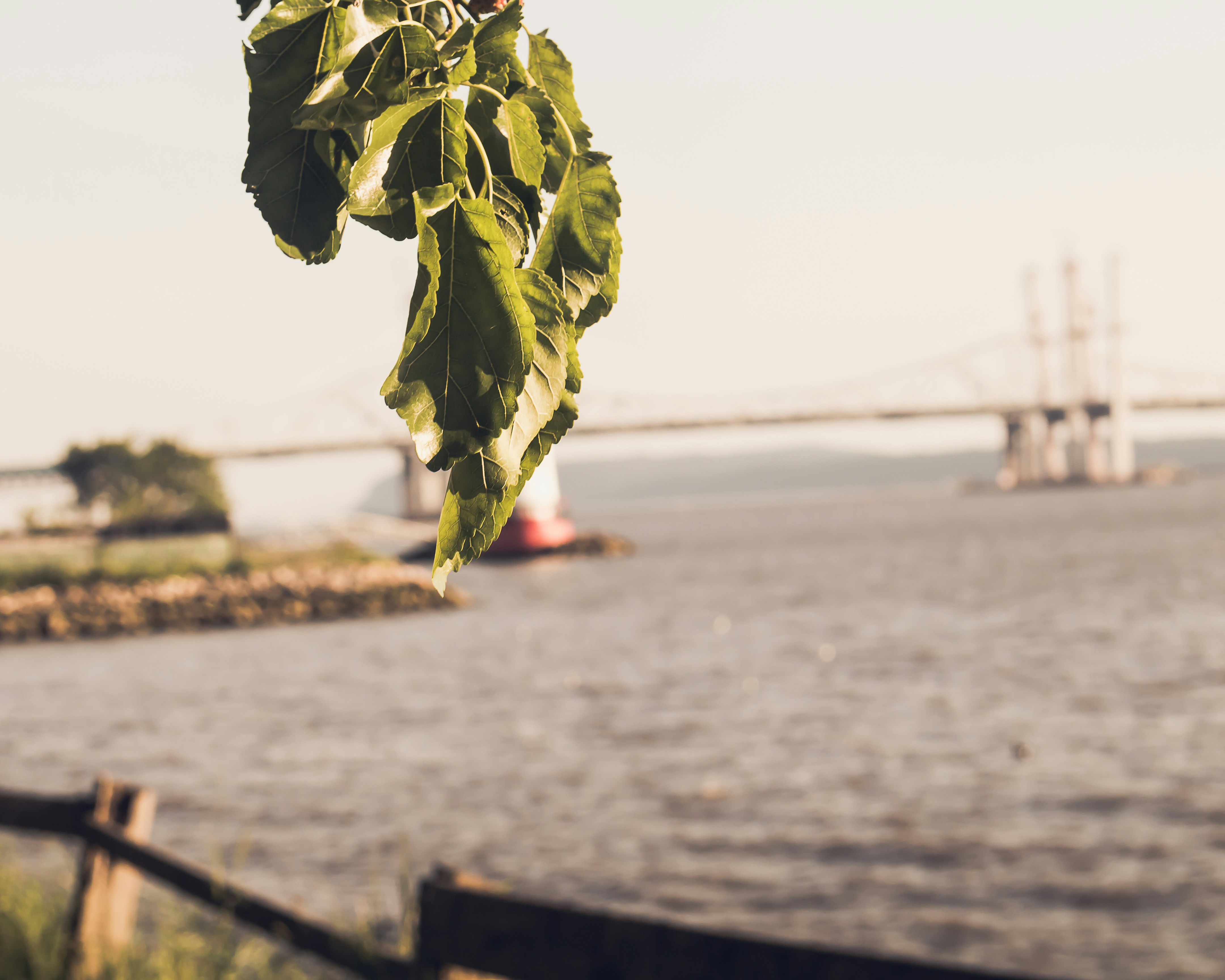 Leaf in Focus Over a Quiet Waterfront with a Distant Span