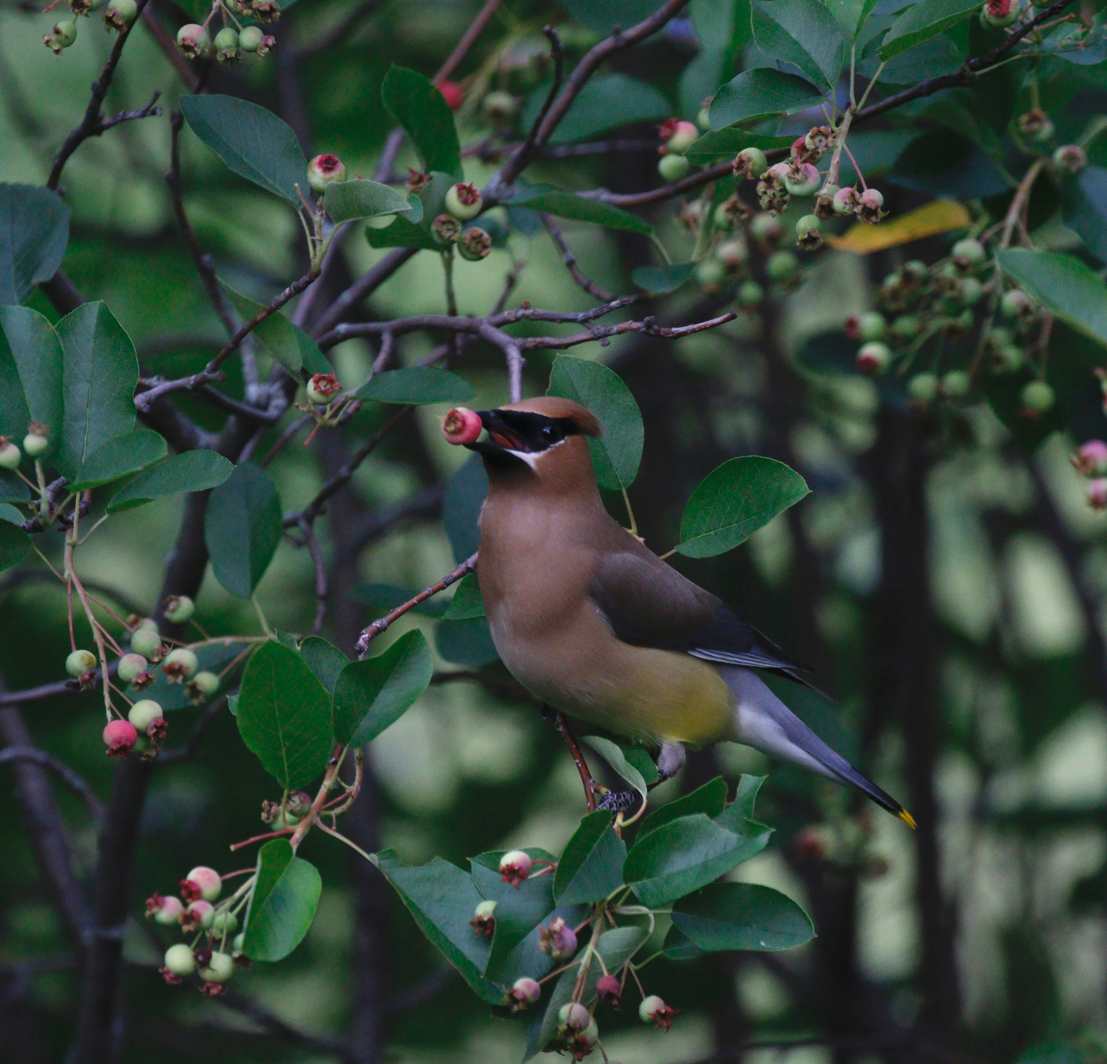 Cedar Waxwing Perches Among Berry-Laden Branches in Dappled Shade