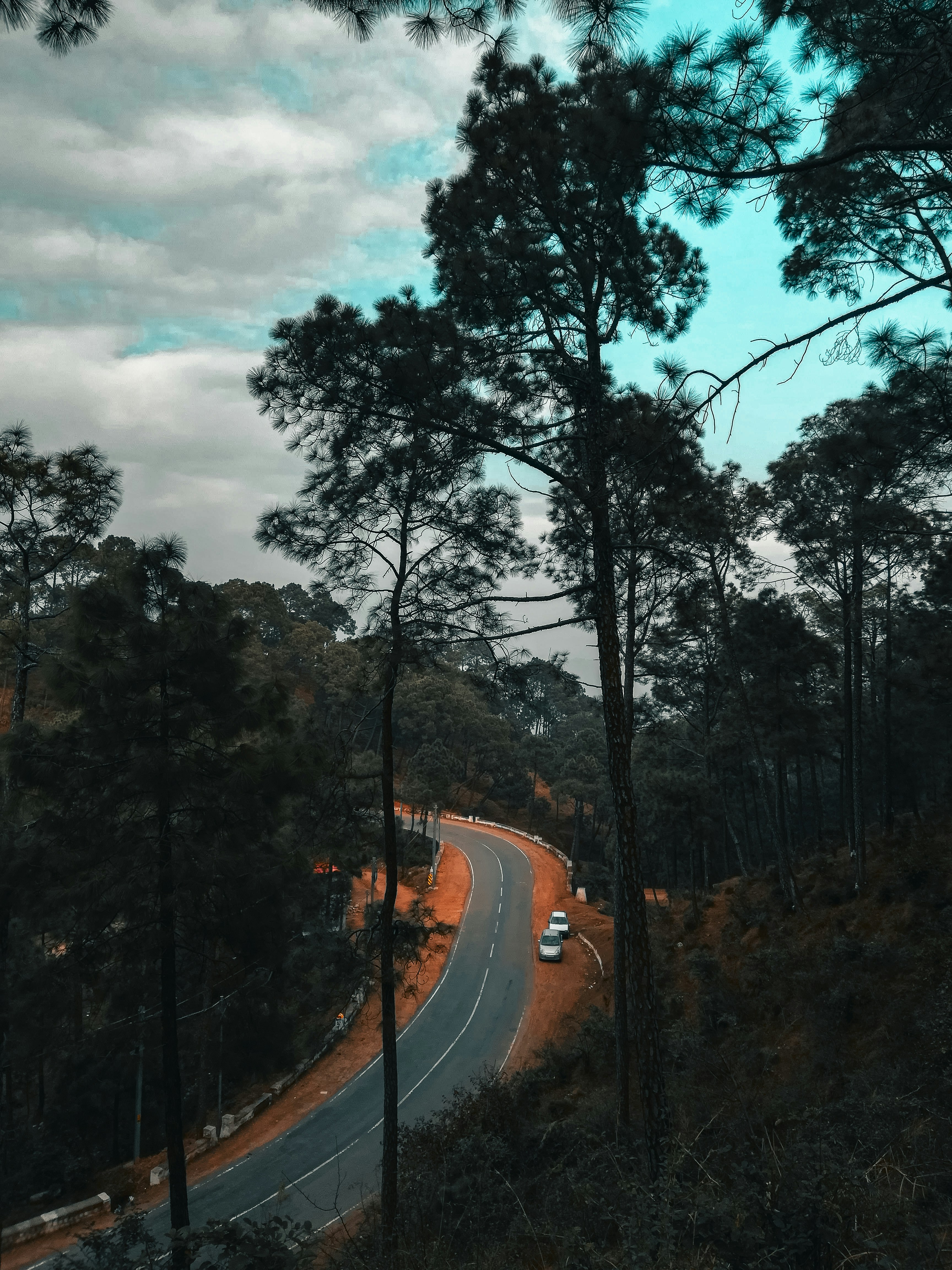 Curved road meandering through dense pine trees under an overcast sky. A car is visible on the road, adding a sense of movement.